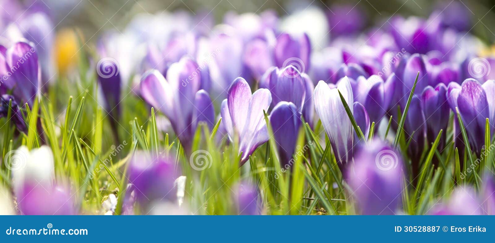 Crocus flowers stock image. Image of grass, elegant, beauty - 30528887