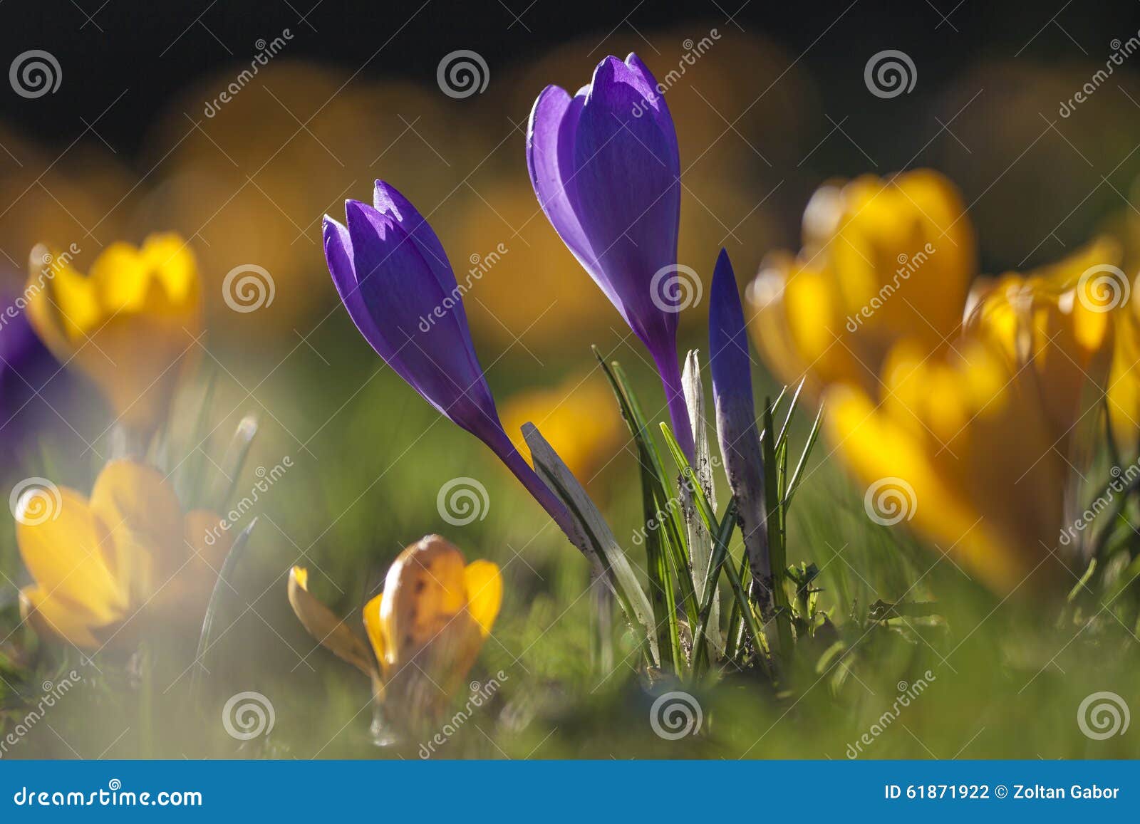 Crocus Flowers in a Spring Morning Stock Photo - Image of ground ...