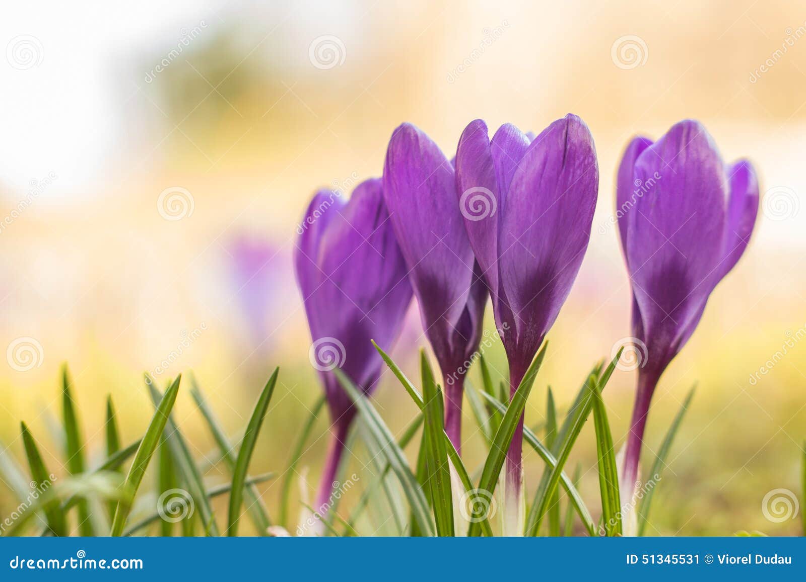 Crocus flowers stock image. Image of bulbs, crocus, colour - 51345531