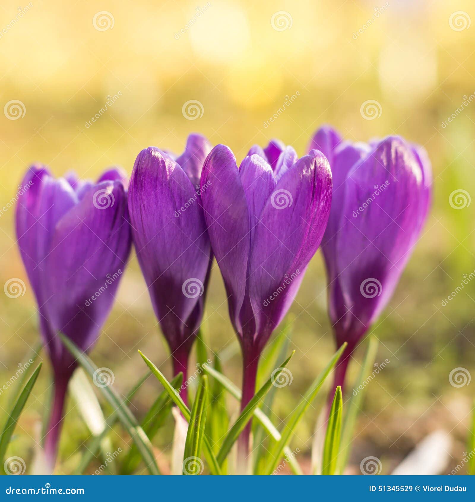 Crocus flowers in spring stock image. Image of green - 51345529