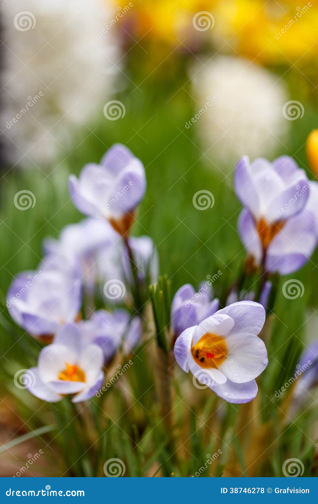 Crocus flowers stock photo. Image of nature, springtime - 38746278