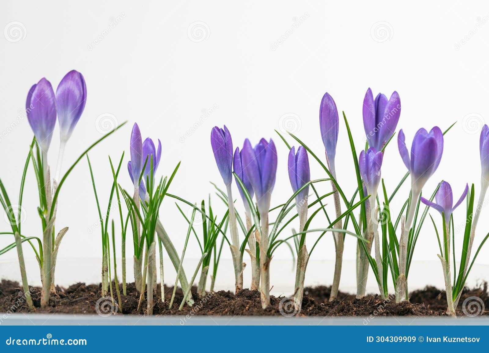 Crocus Flowers on Stem with Leaves Isolated on White Background, Spring ...