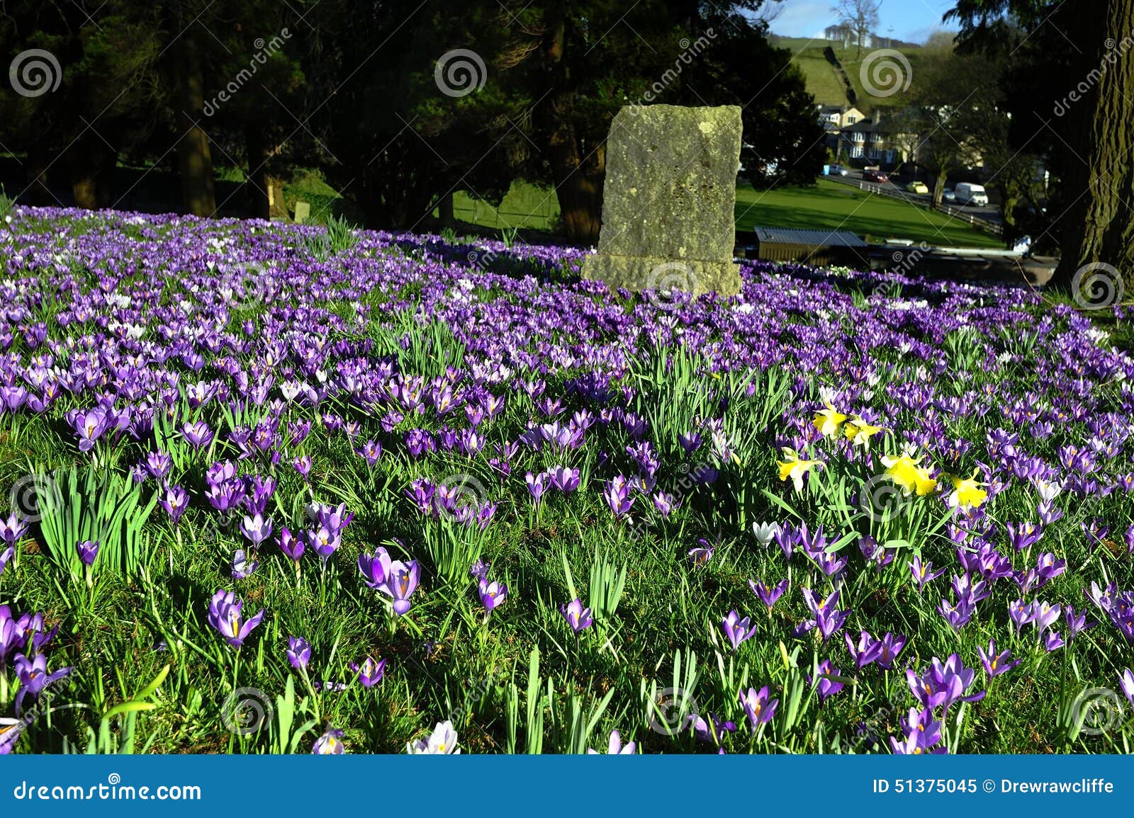 Crocus Flowers stock image. Image of cemetery, lawn, tombs - 51375045