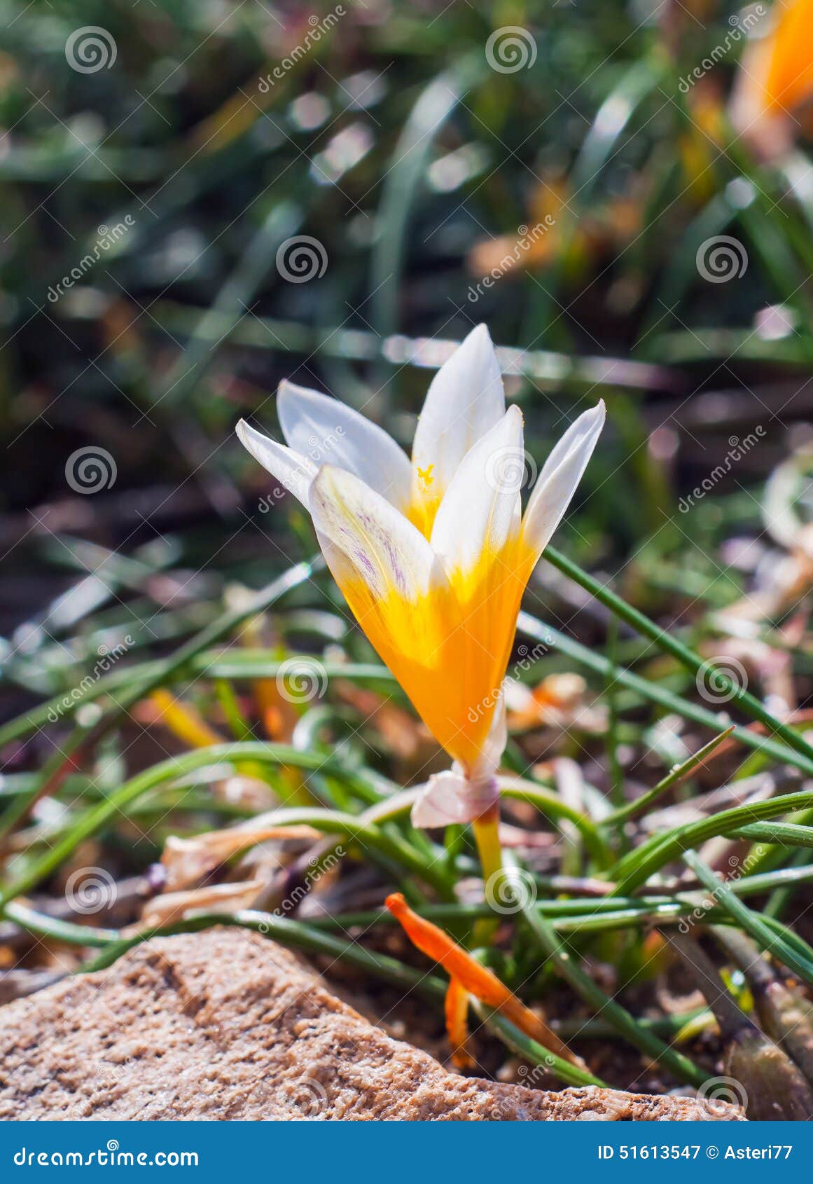 Crocus Flowers in the Sunshine. Spring on the Island of Mykonos, Greece ...