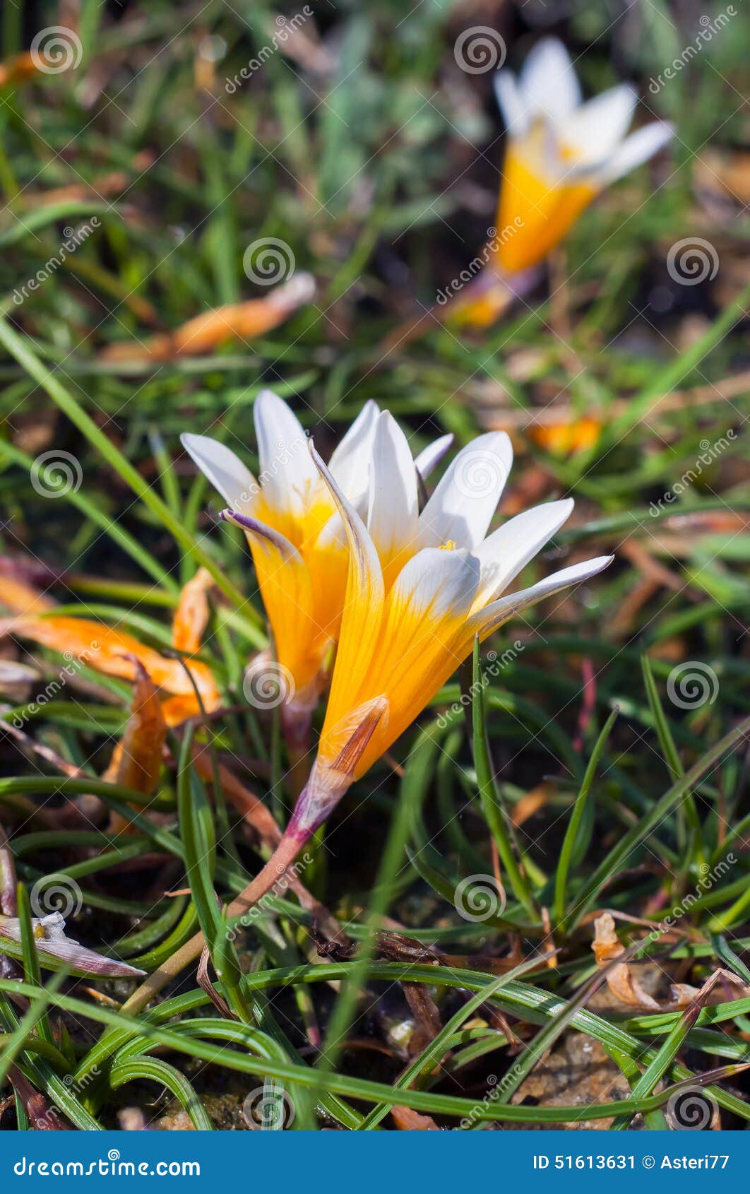 Crocus Flowers in the Sunshine. Spring on the Island of Mykonos, Greece ...
