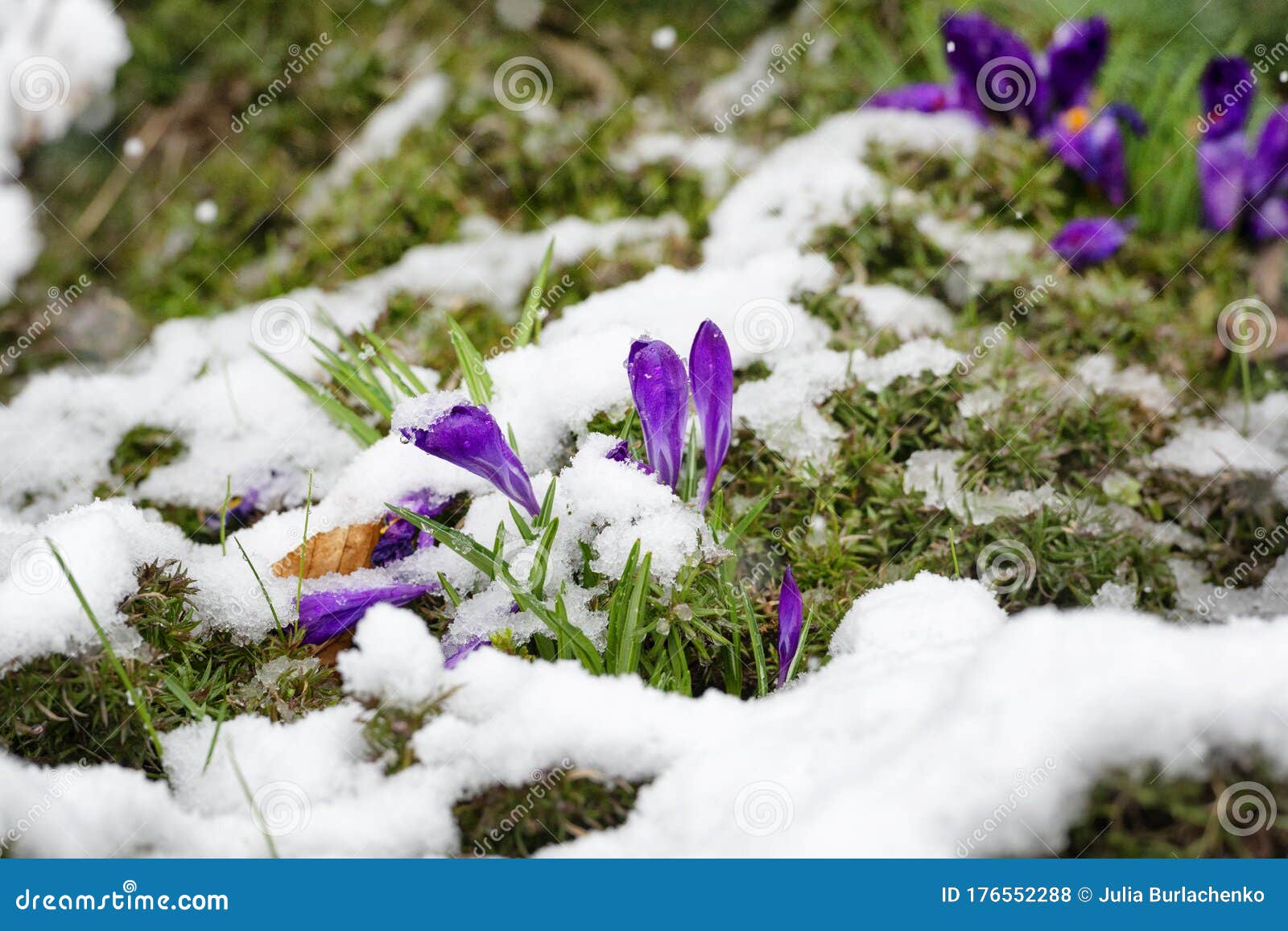 Crocus flowers under snow stock photo. Image of fresh - 176552288