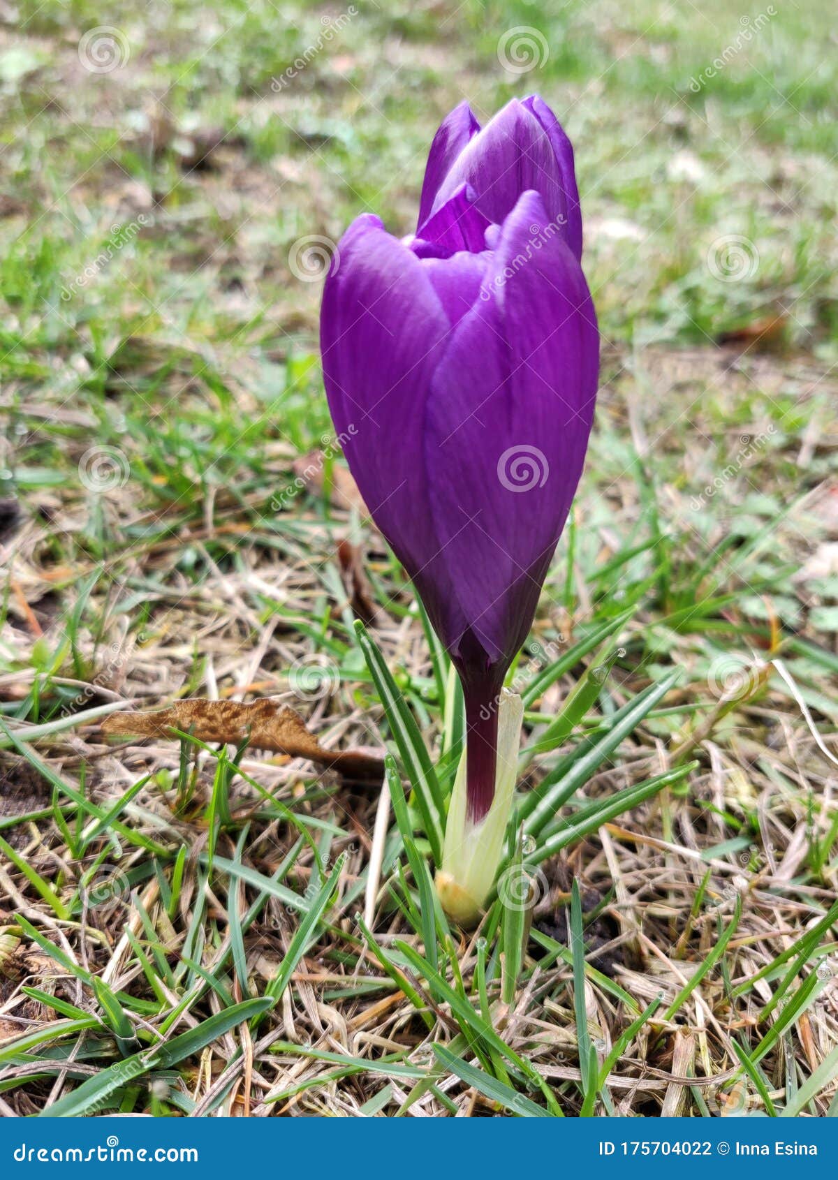 Crocus flowers violet stock photo. Image of fresh, smell - 175704022