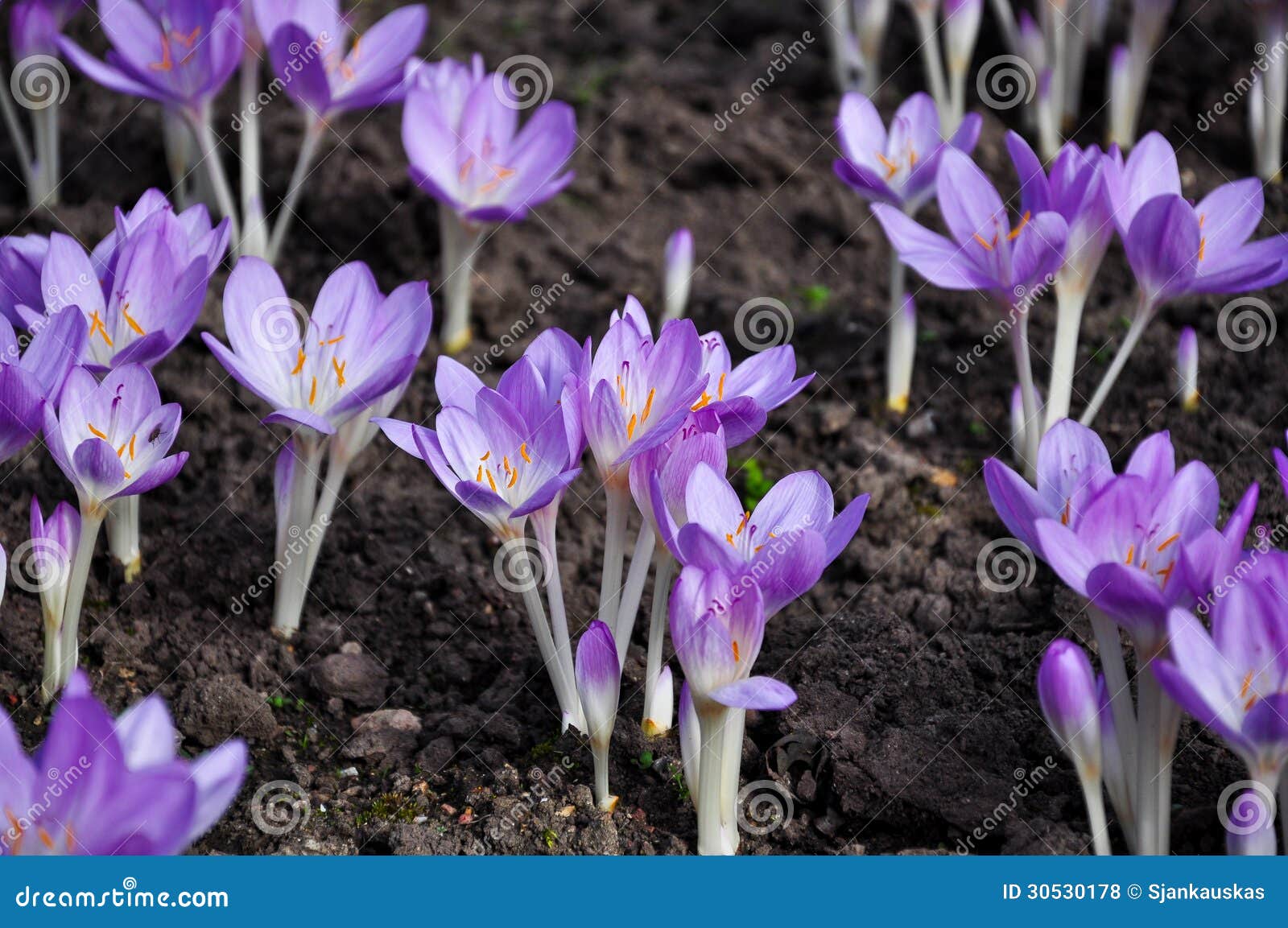 Crocus flowers stock photo. Image of blossoms, spring - 30530178