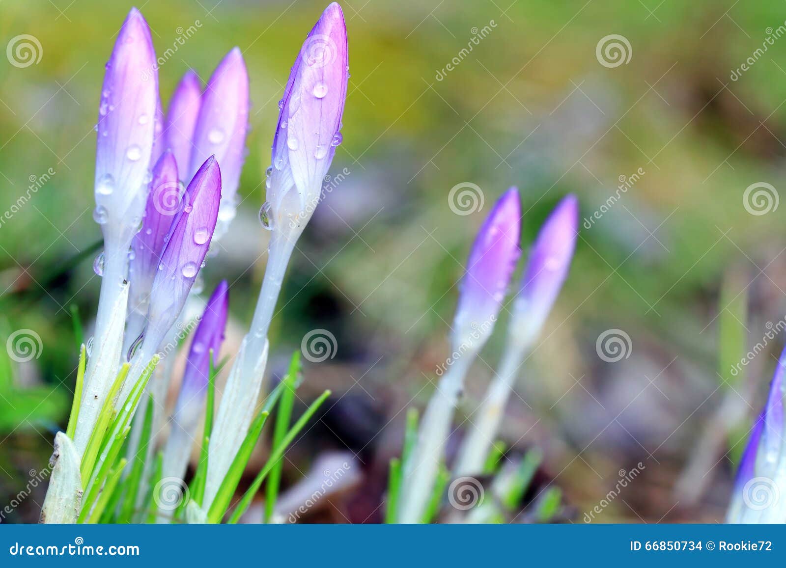 Crocus Flowers stock photo. Image of space, nature, garden - 66850734