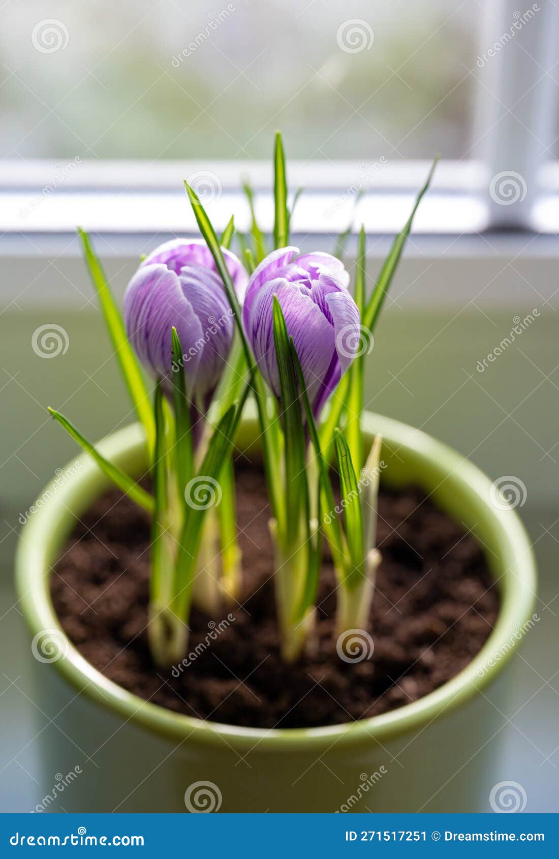 Crocus Flowers on the Window Stock Image - Image of yellow, morning ...