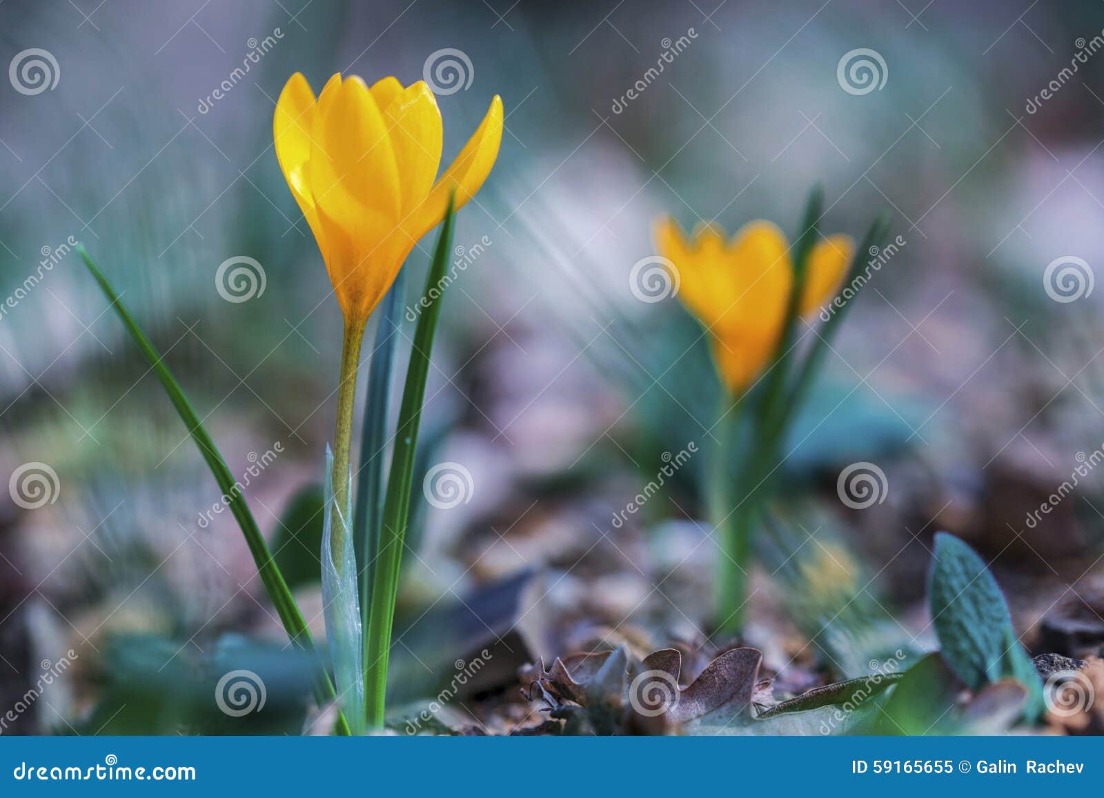 Crocus in forest stock image. Image of landscape, fresh - 59165655