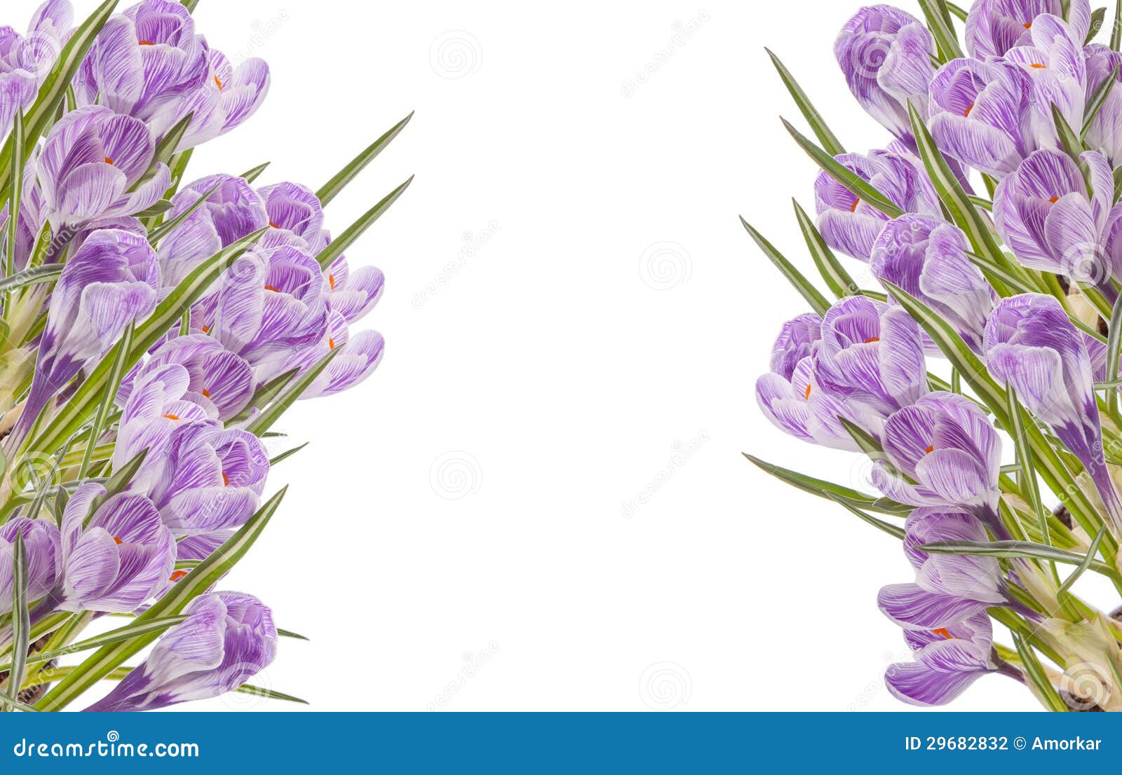 Crocus frame stock photo. Image of indoors, objects, arrangement - 29682832