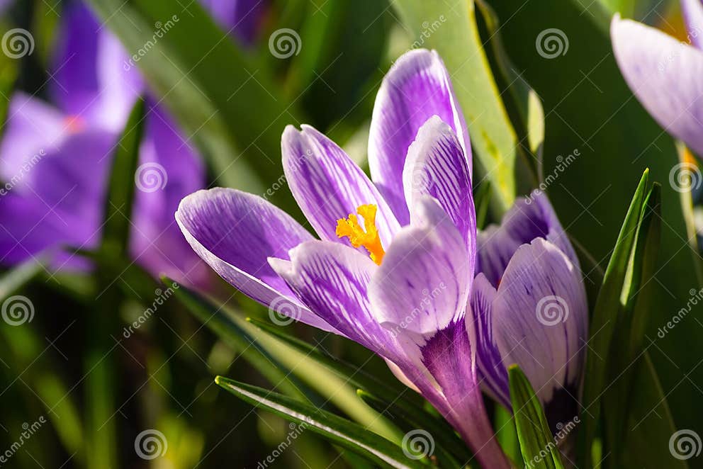 Crocus in the garden stock image. Image of cool, crocuses - 89459265