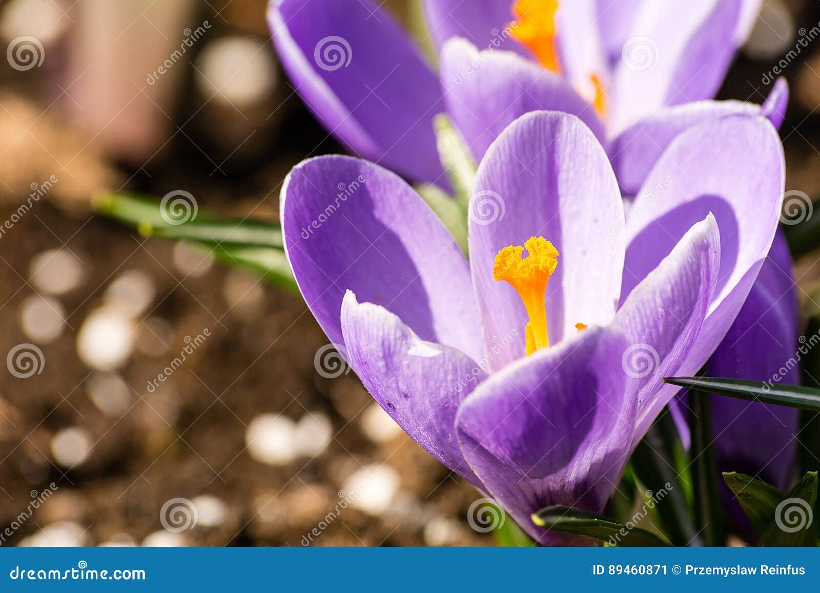 Crocus in the garden stock image. Image of colorful, green - 89460871