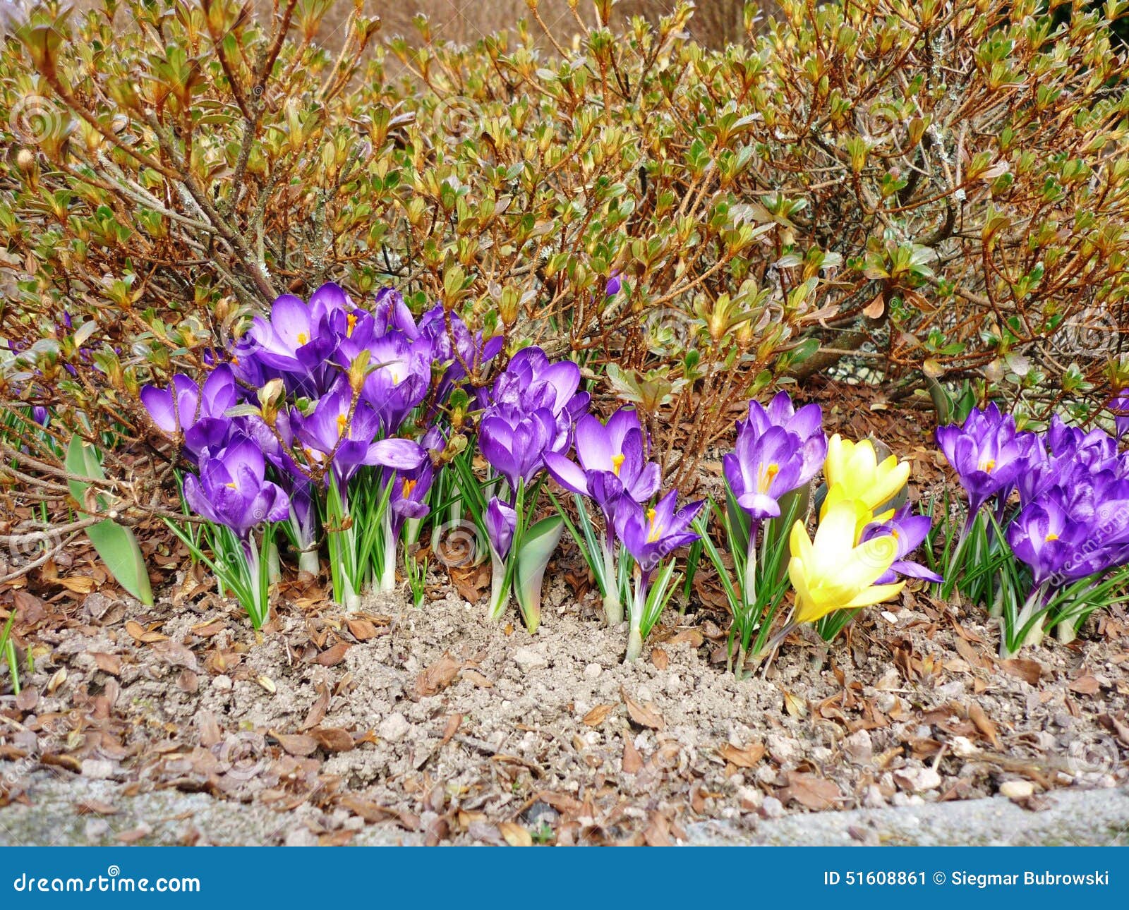 Crocus in the garden-1 stock image. Image of colored - 51608861