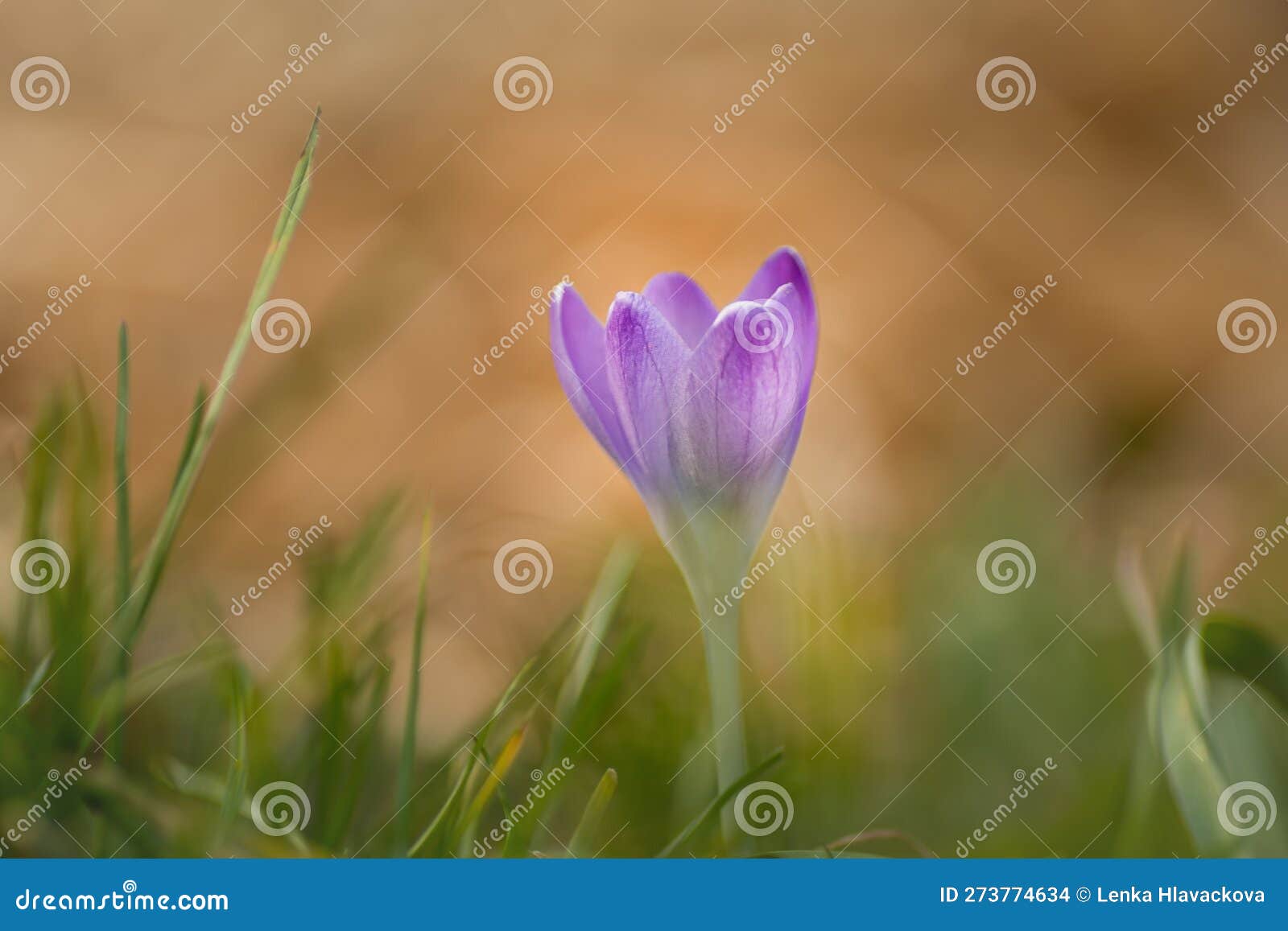 Light Purple Crocus in the Grass, First Spring Flower Stock Photo ...