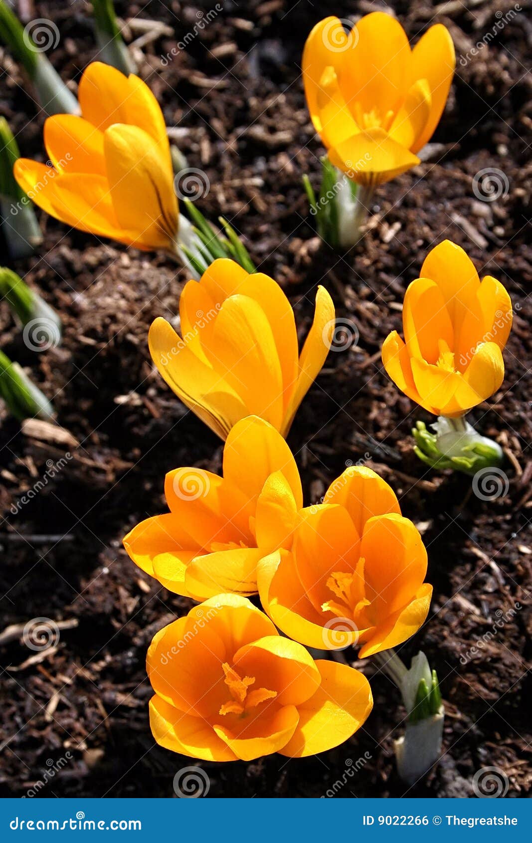 Crocus group stock photo. Image of green, light, innocence - 9022266