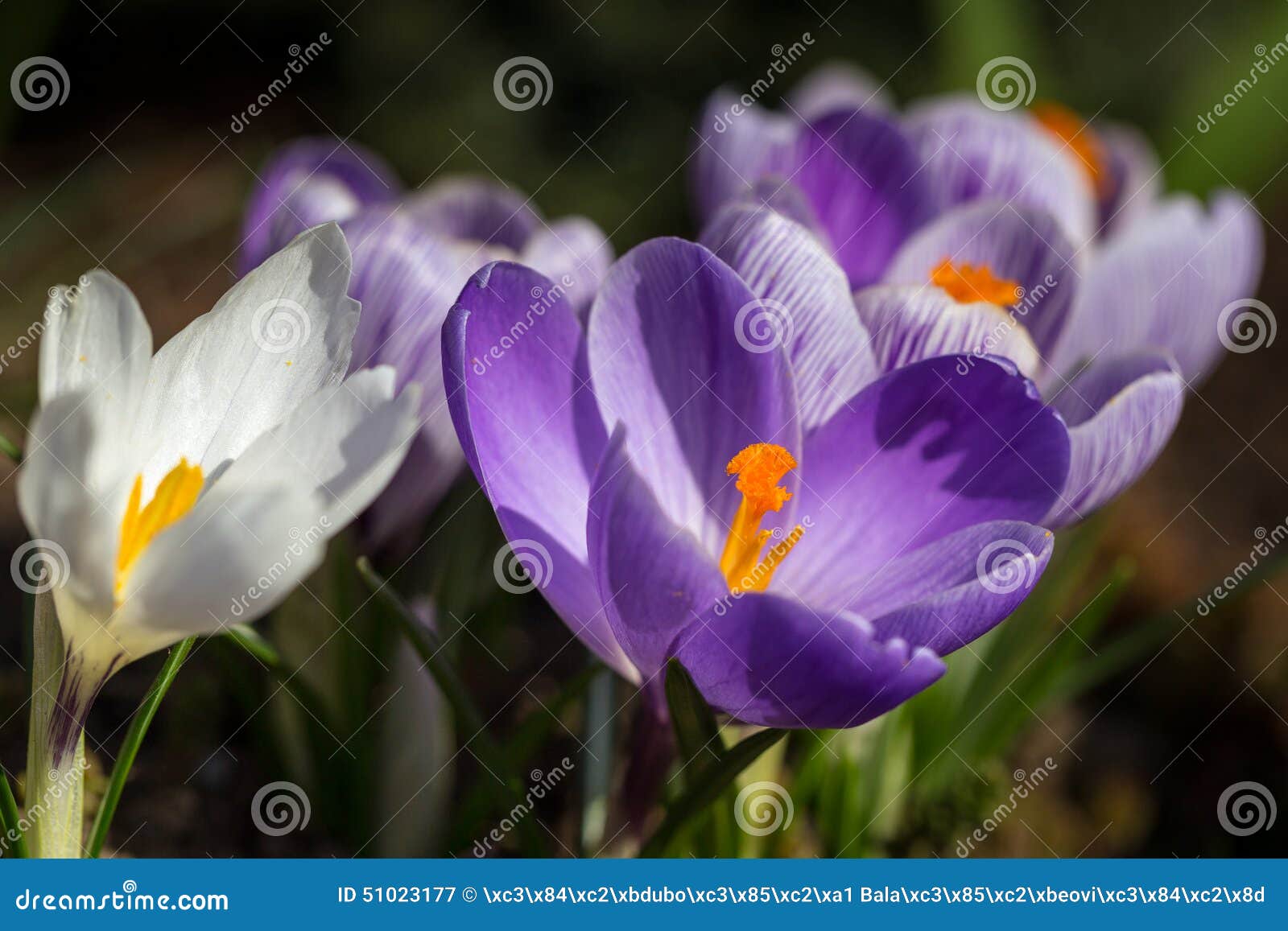 Crocus in group stock image. Image of park, blooming - 51023177