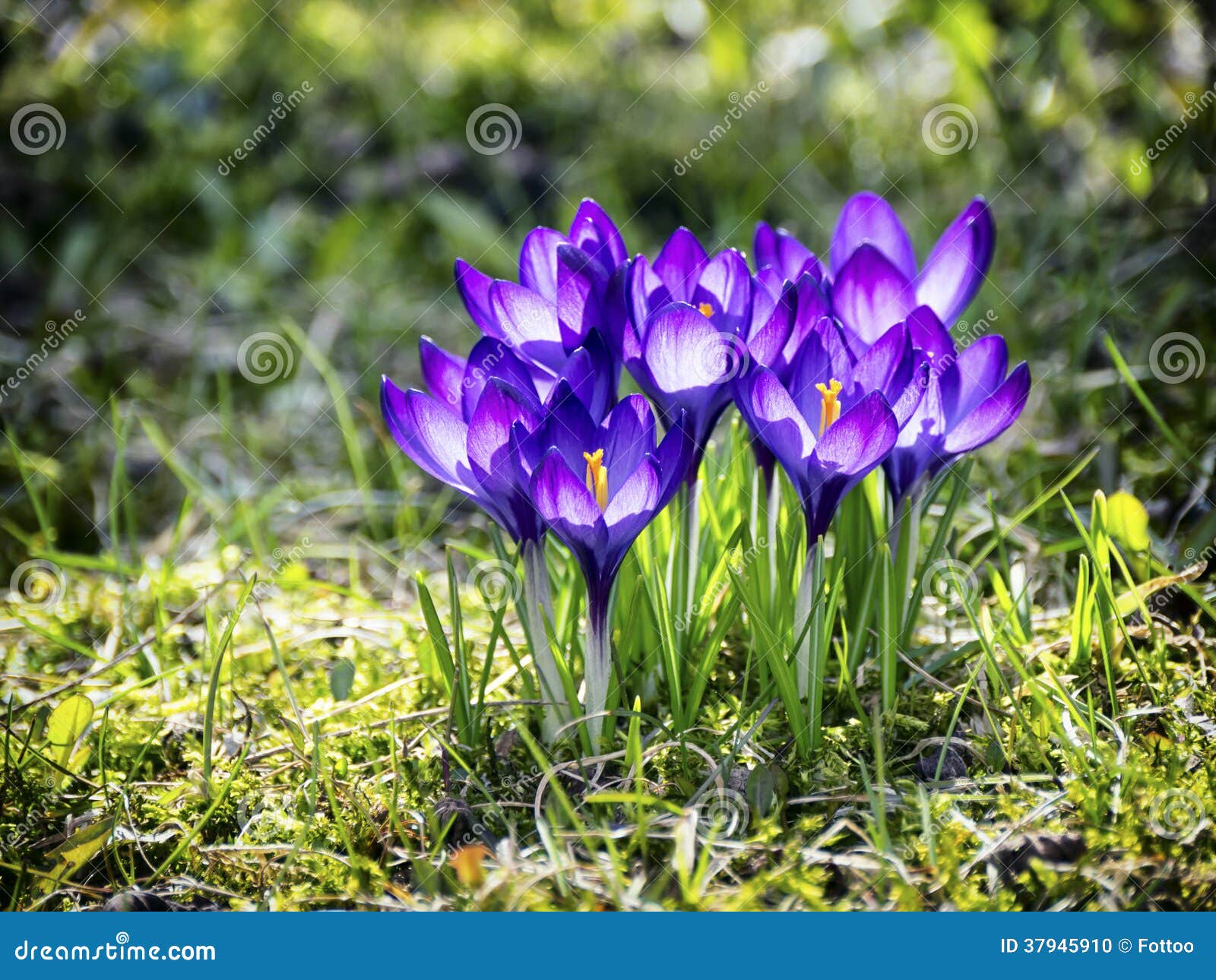 Crocus stock photo. Image of scene, freshness, crocus - 37945910