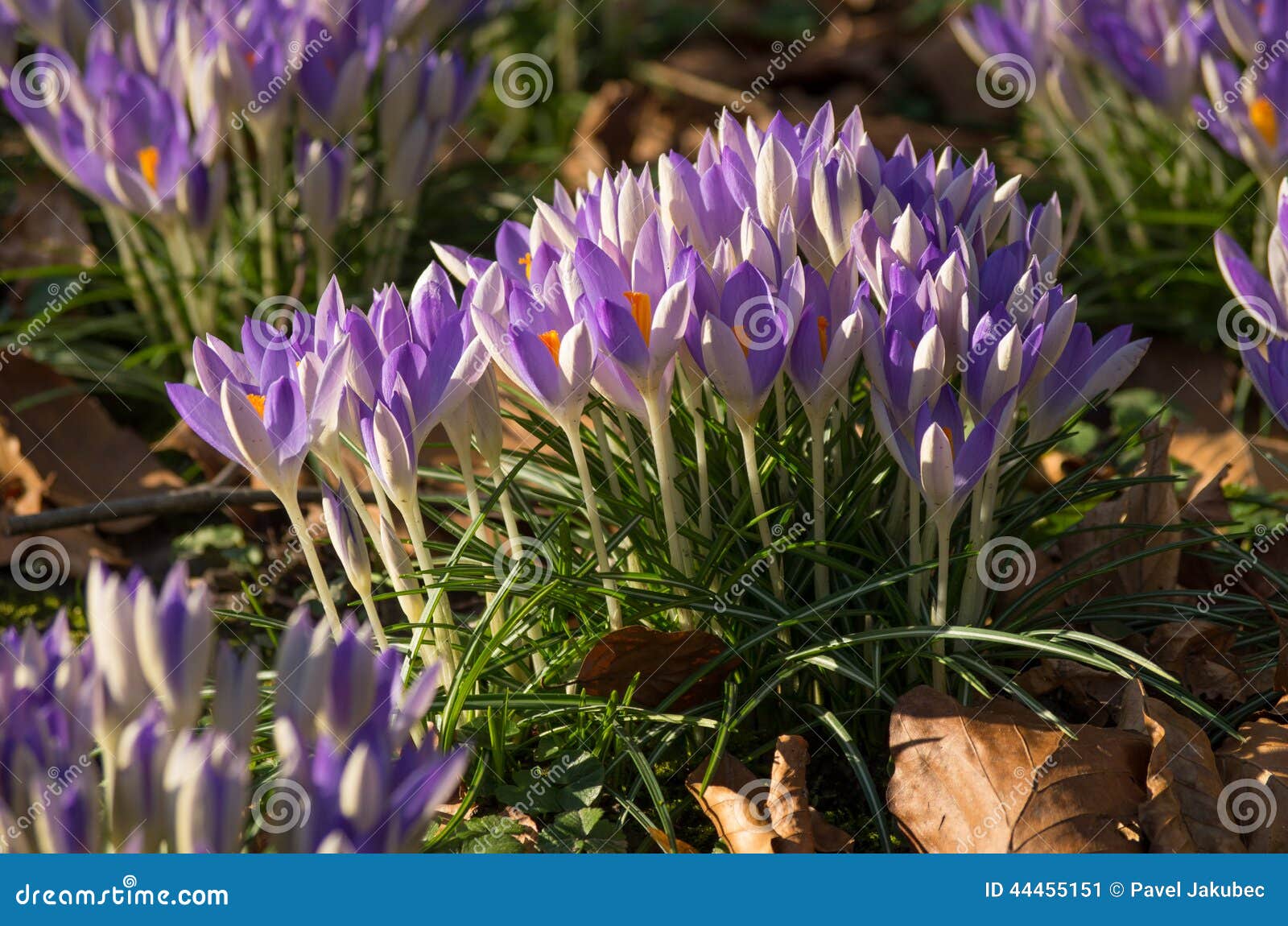Crocus group stock image. Image of season, plant, outdoor - 44455151