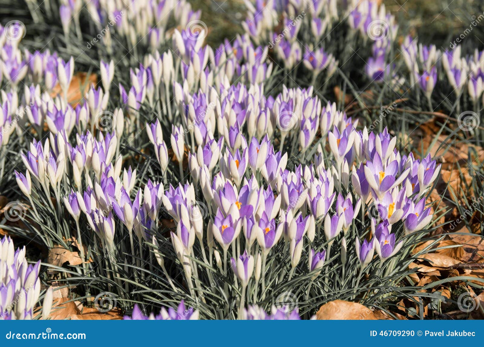 Crocus group stock photo. Image of season, macro, flower - 46709290