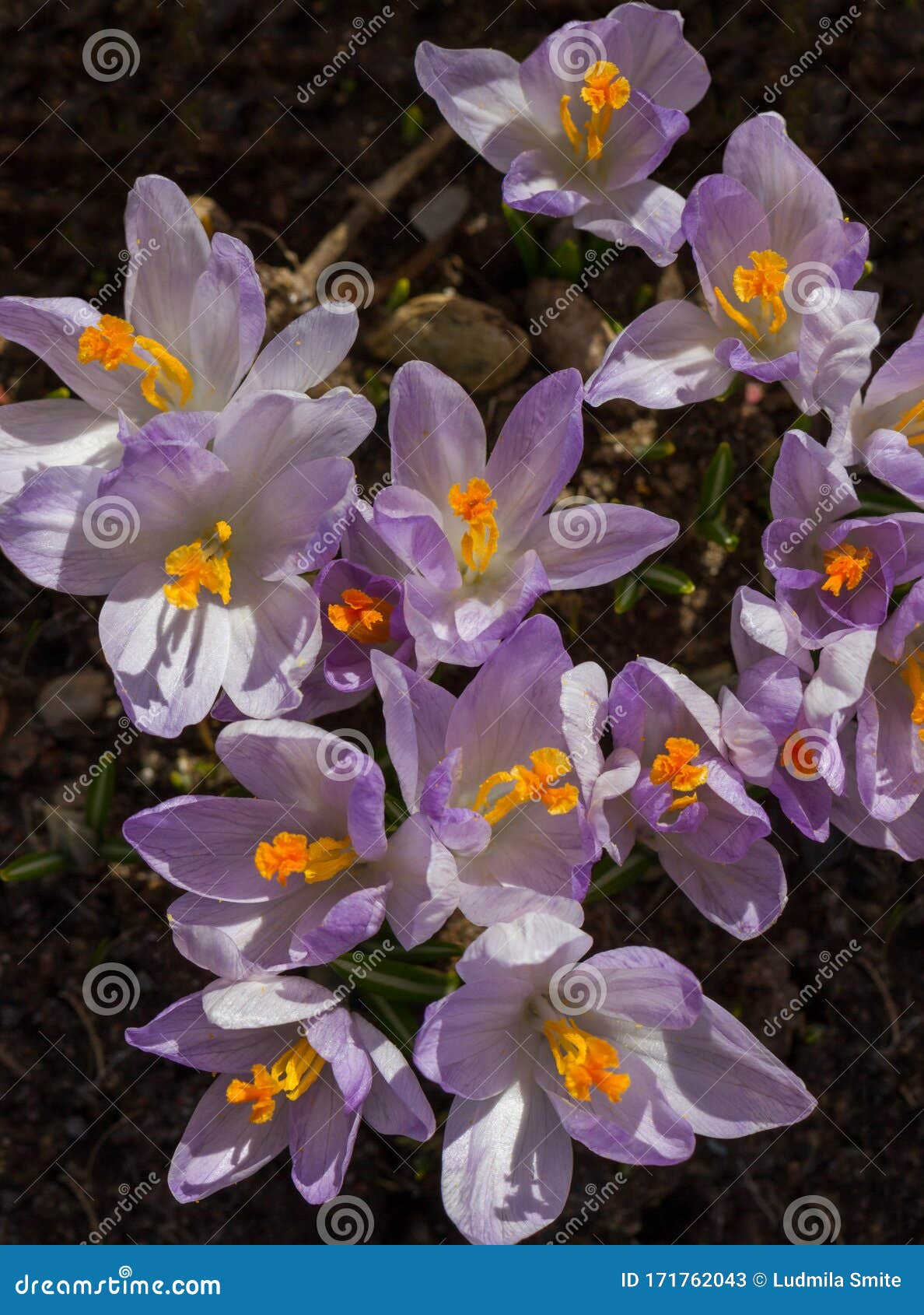 Crocus growing in mulch stock image. Image of leaf, blue - 171762043