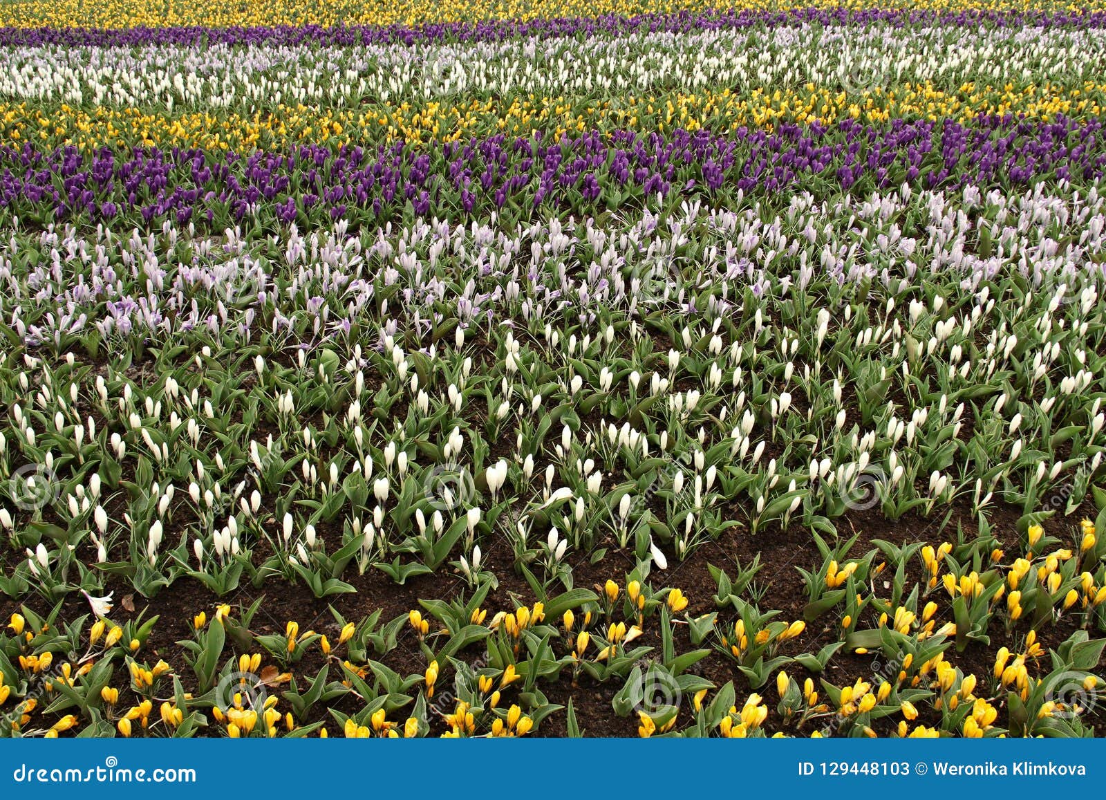 Crocus growing stock image. Image of yellow, botany - 129448103