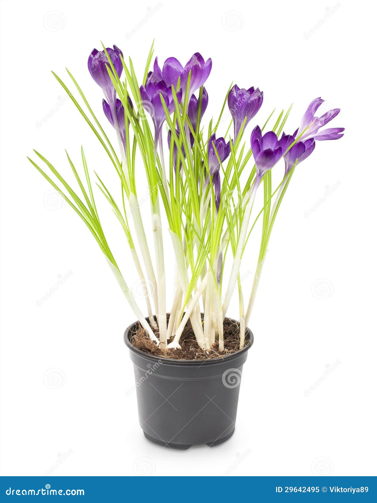 Crocus growing in a pot stock image. Image of crocus - 29642495