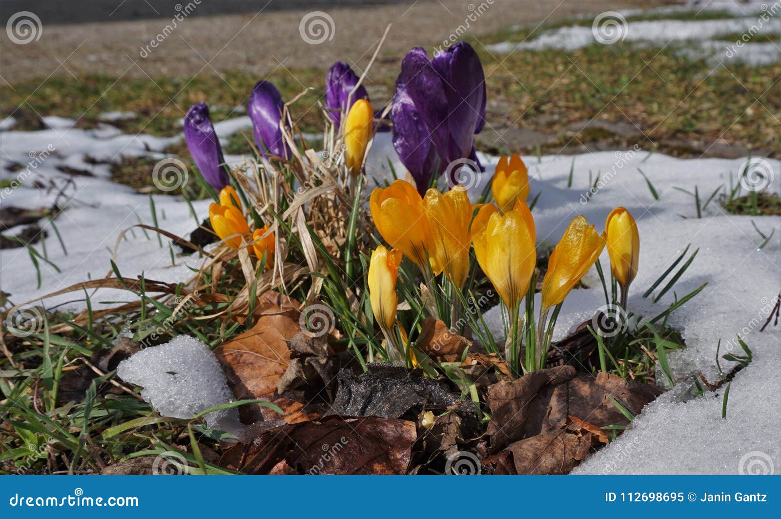 Crocus Growing in the Snow in Garden in Germany Stock Image - Image of ...
