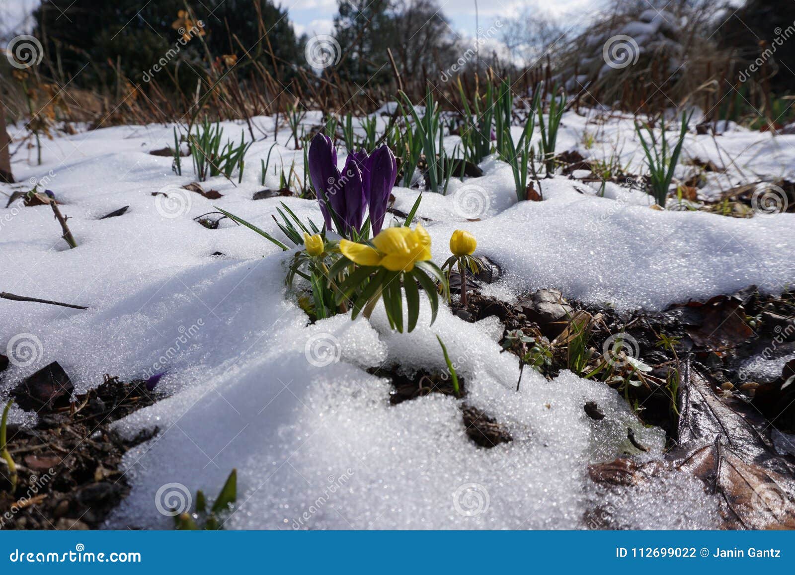 Crocus Growing in the Snow in Garden in Germany Stock Photo - Image of ...