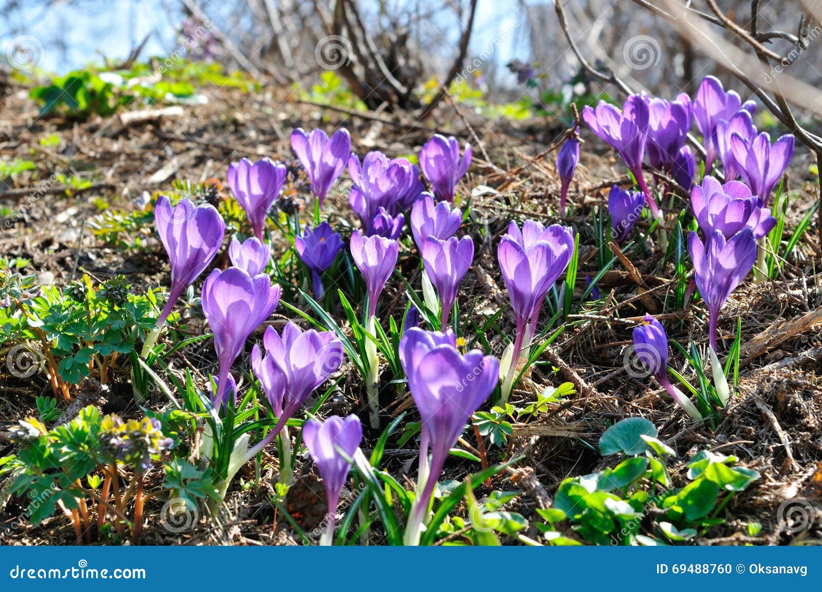 Crocus on hill stock photo. Image of delicate, open, bulb - 69488760