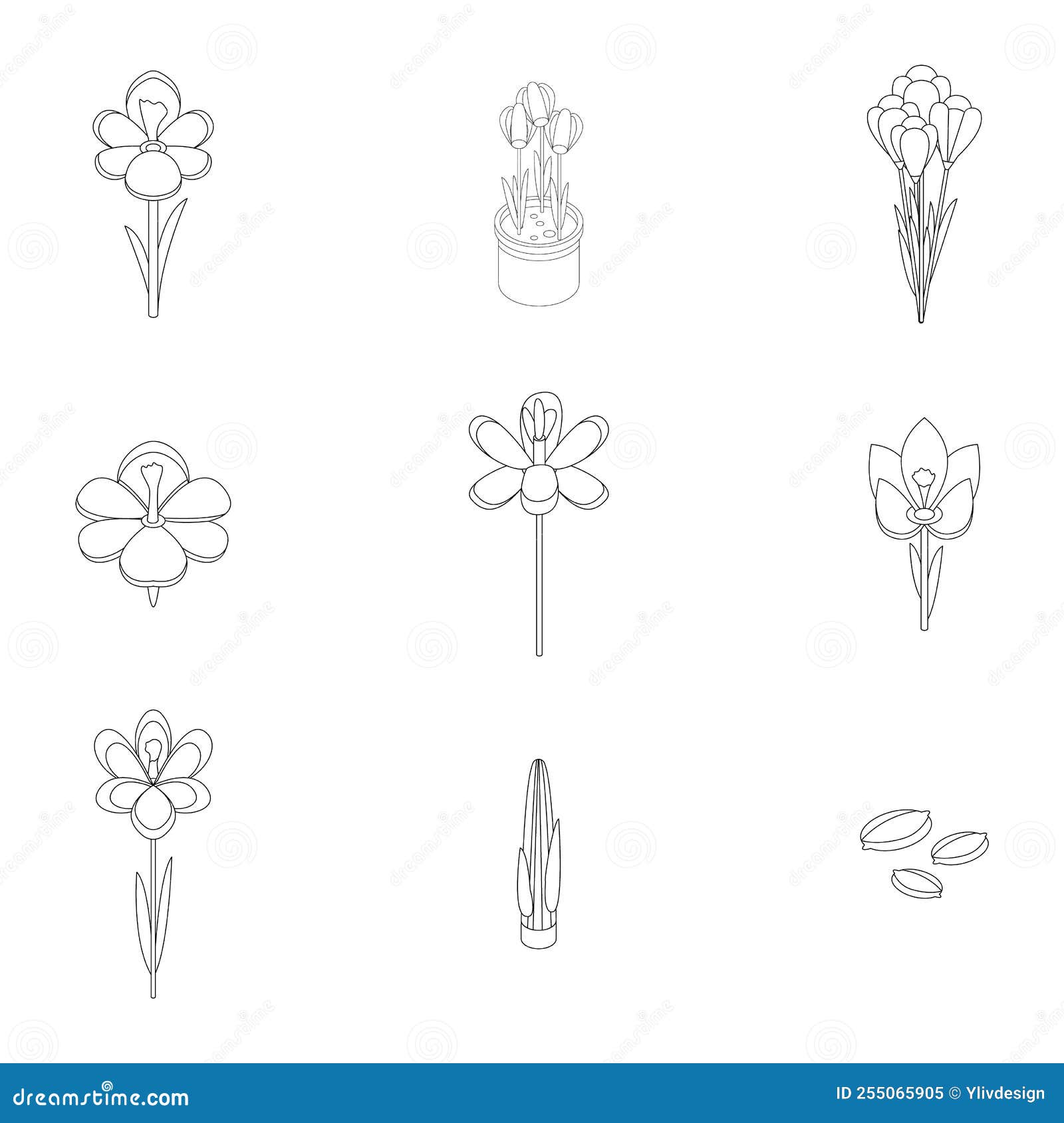 Crocus Icons Set Vector Outline Stock Vector - Illustration of ...