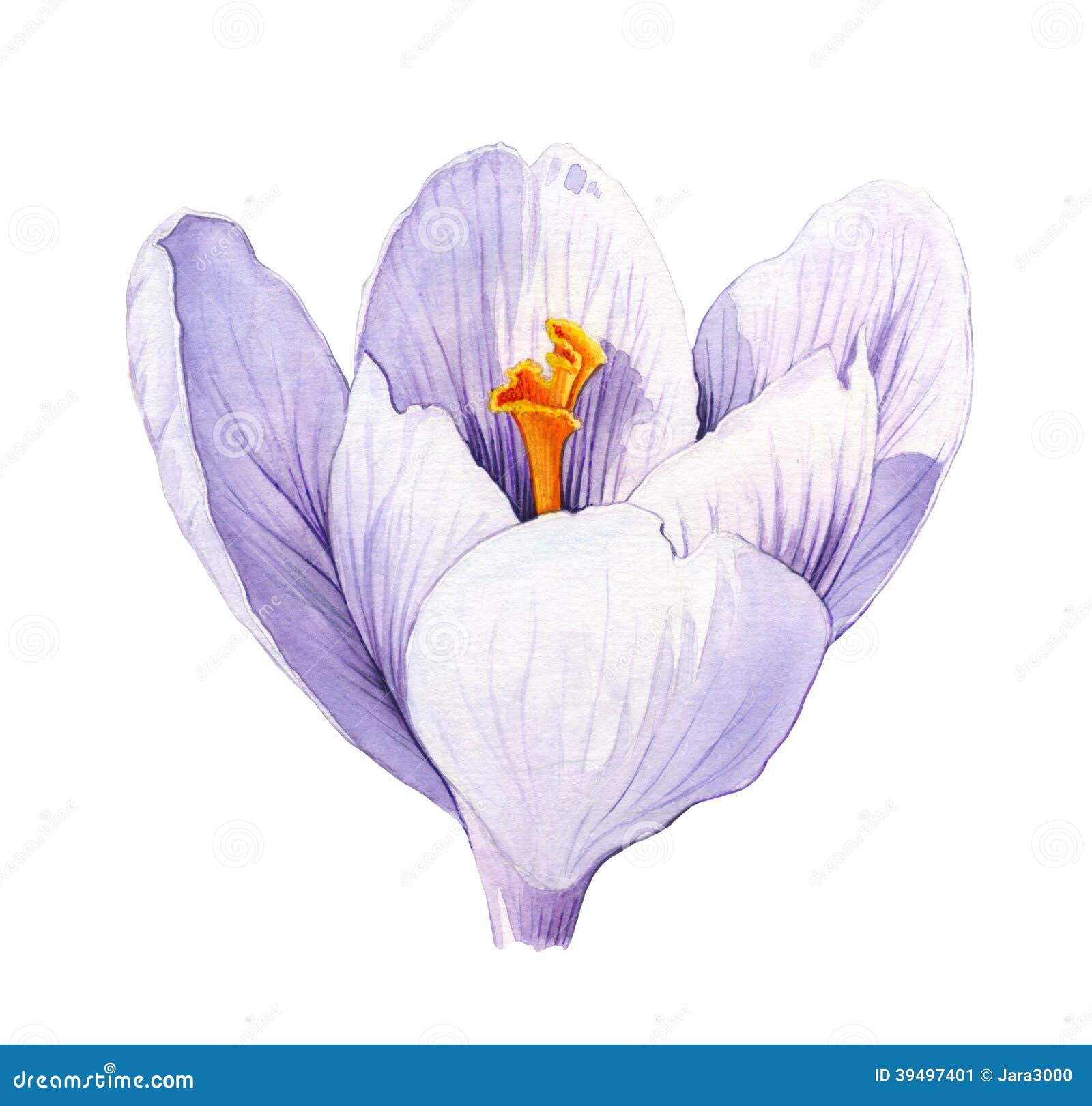 Crocus. Illustration D'aquarelle Illustration Stock - Illustration du ...