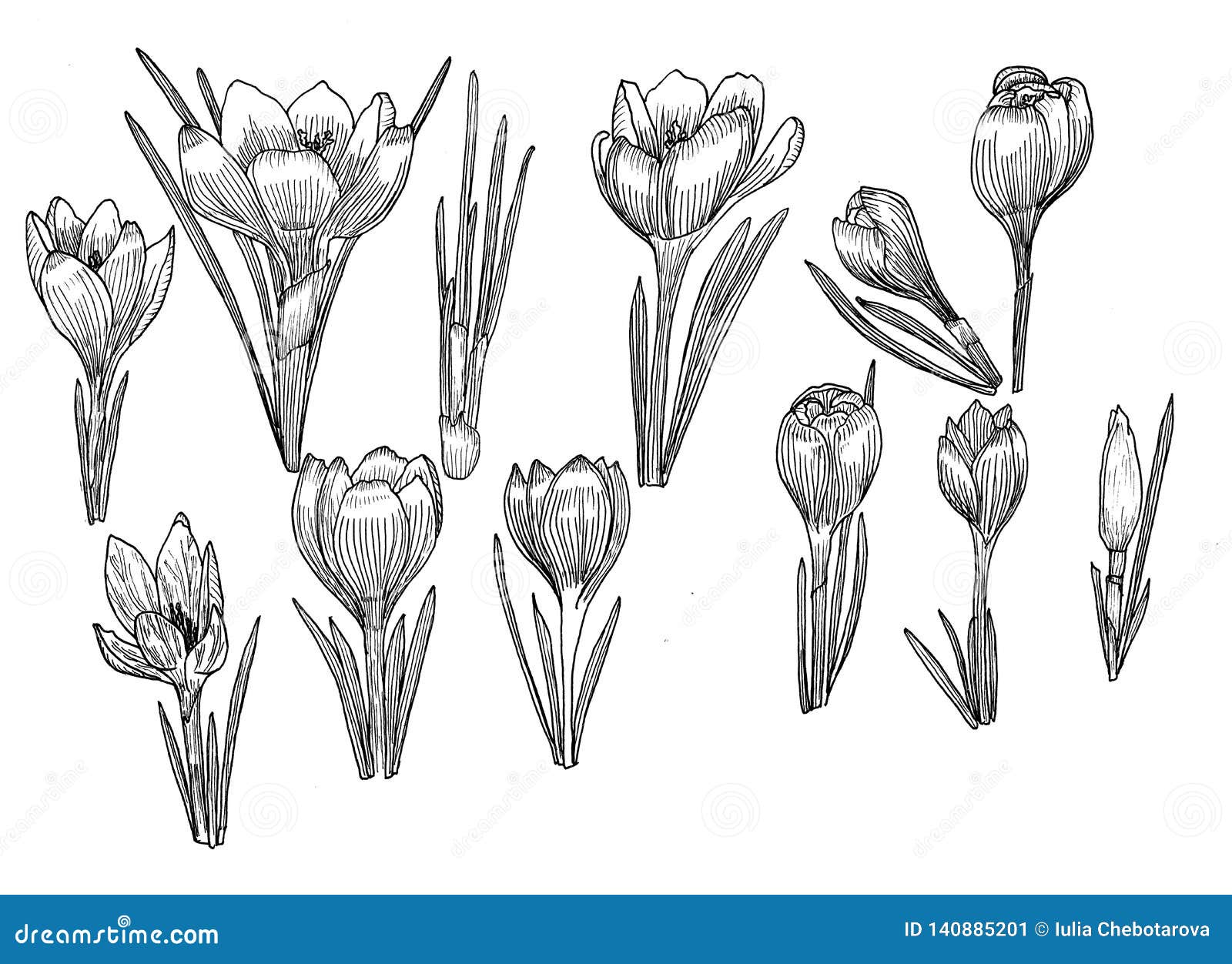 Crocus Isolated. Hand Drawn Stock Illustration - Illustration of ...