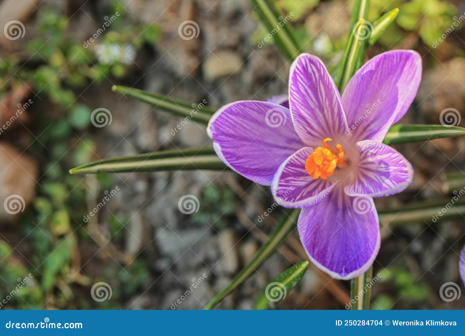 Crocus `King of the Striped` Stock Photo - Image of perennial, orange ...