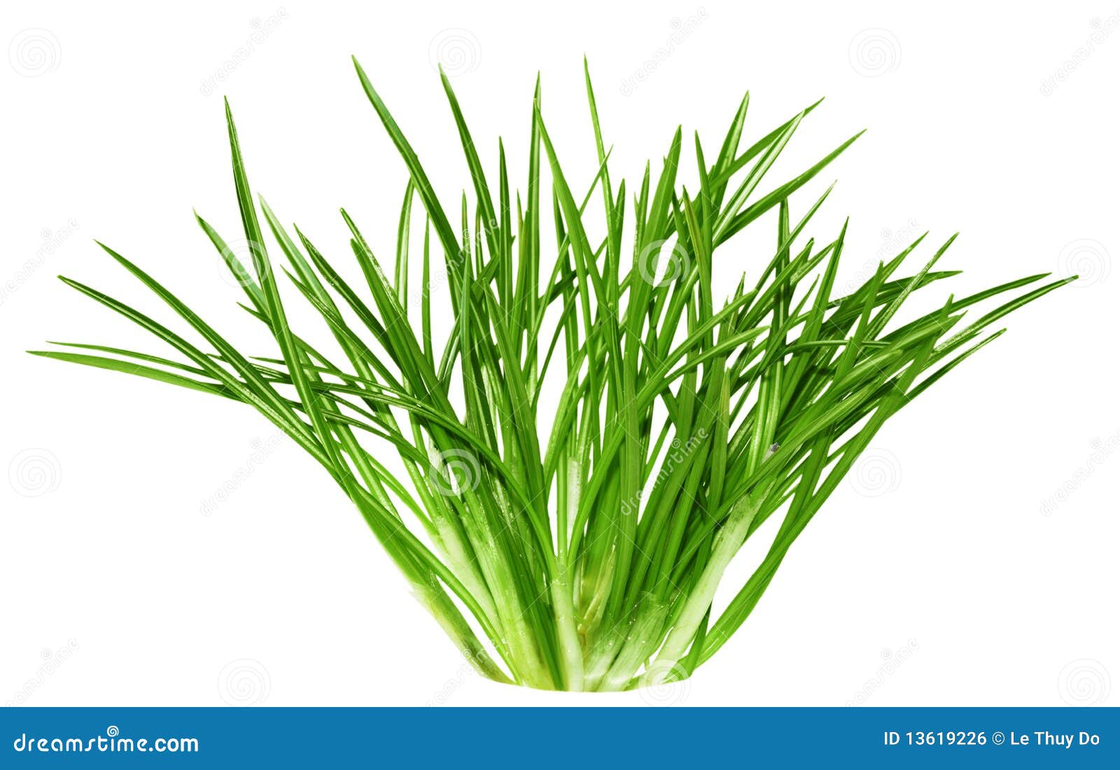 16,562 Crocus Leaves Stock Photos - Free & Royalty-Free Stock Photos ...