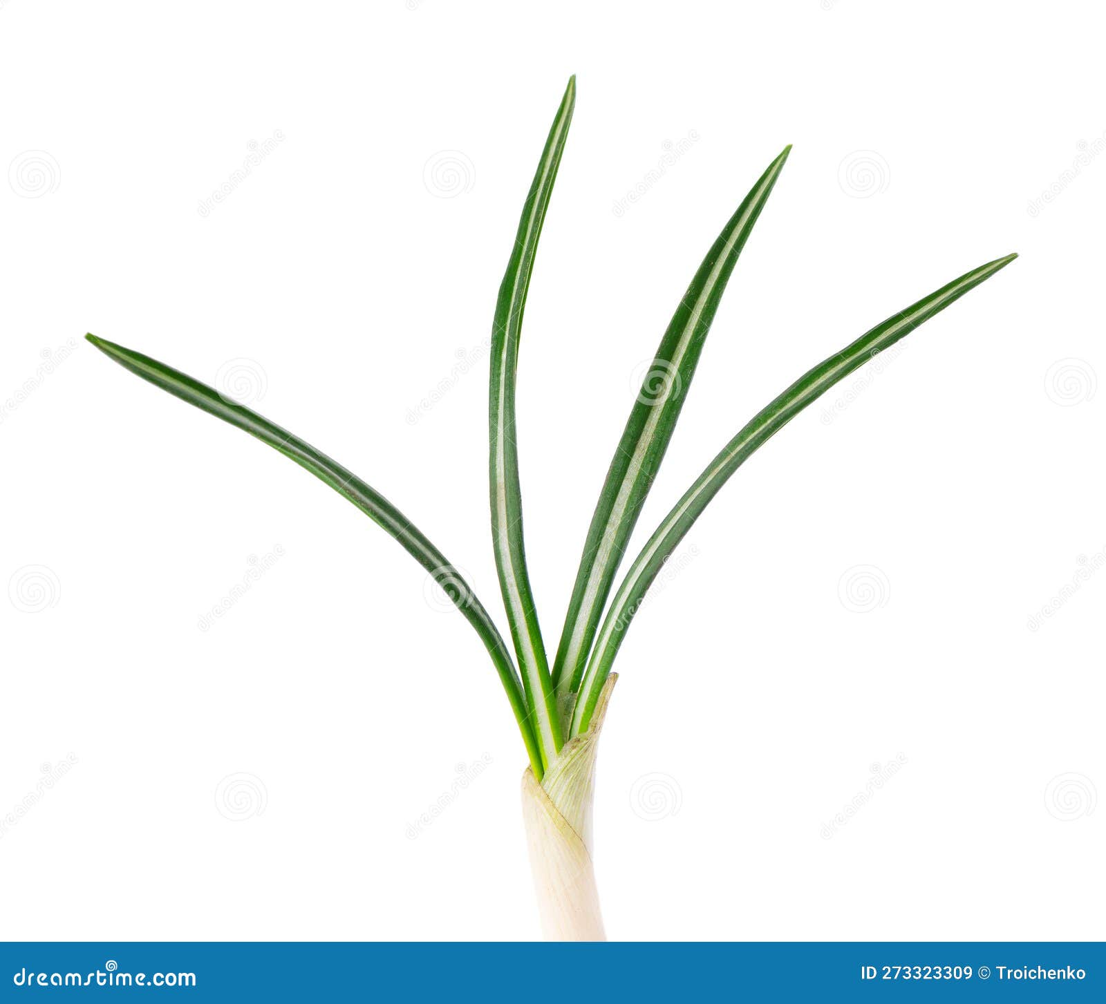Crocus Leaves Isolated on White Background. Clipping Path. Stock Image ...