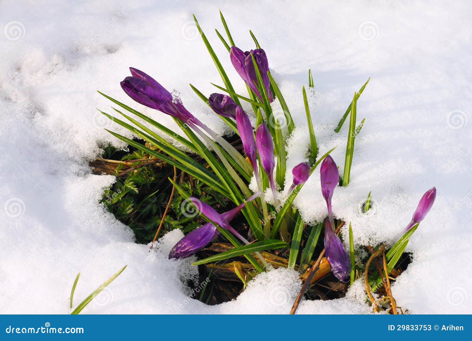 Crocus in the snow stock image. Image of easter, crocuses - 29833753