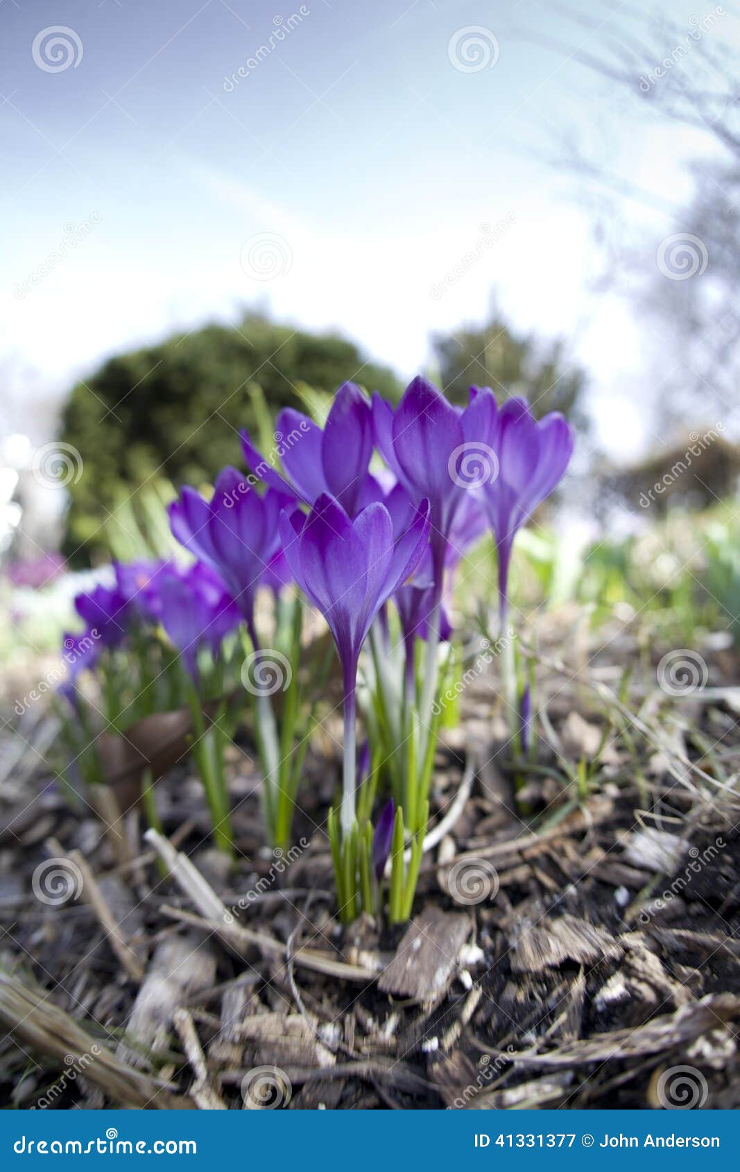 Crocus longiflorus stock image. Image of longiflorus - 41331377
