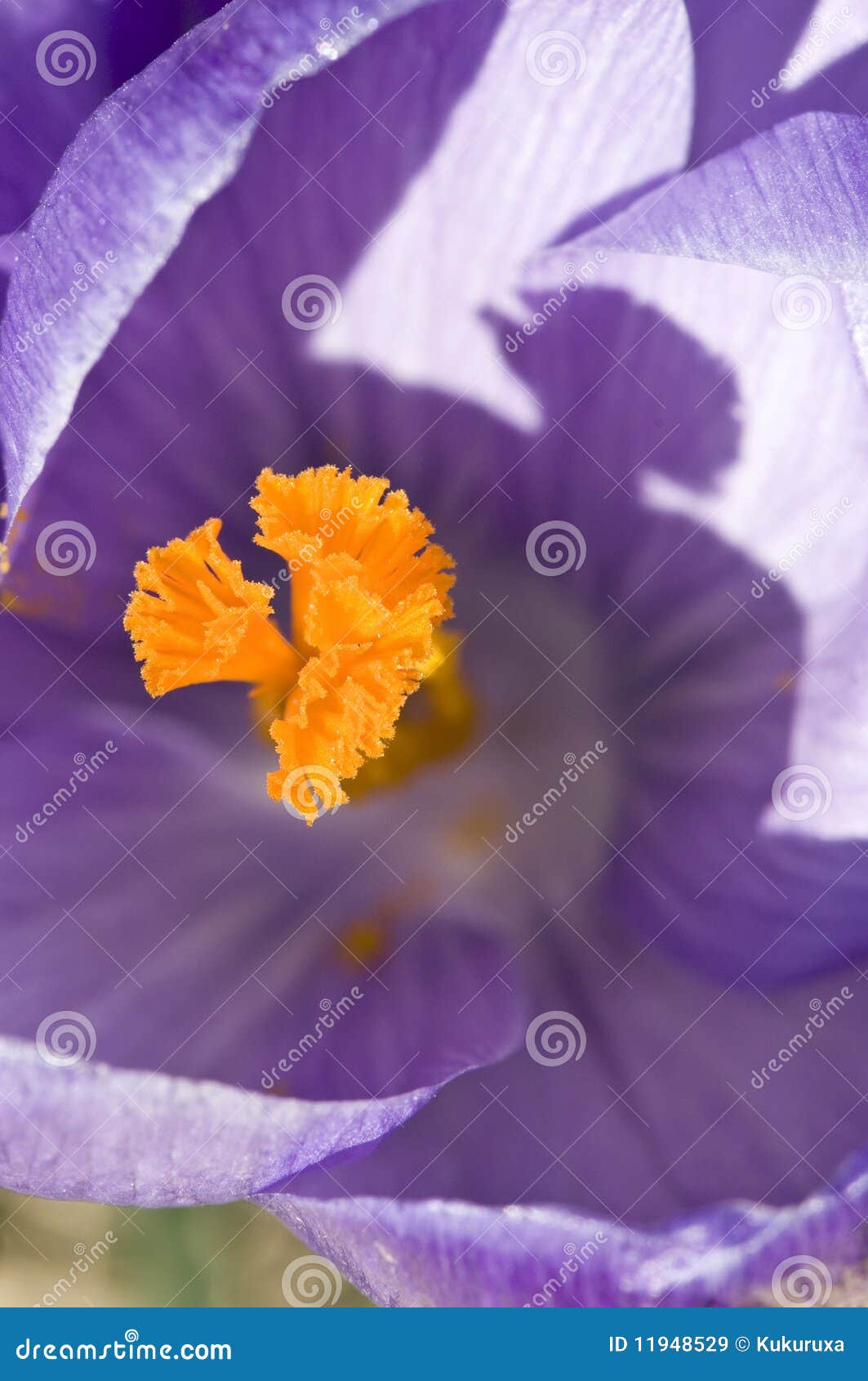 Crocus macro stock image. Image of decorative, closeup - 11948529