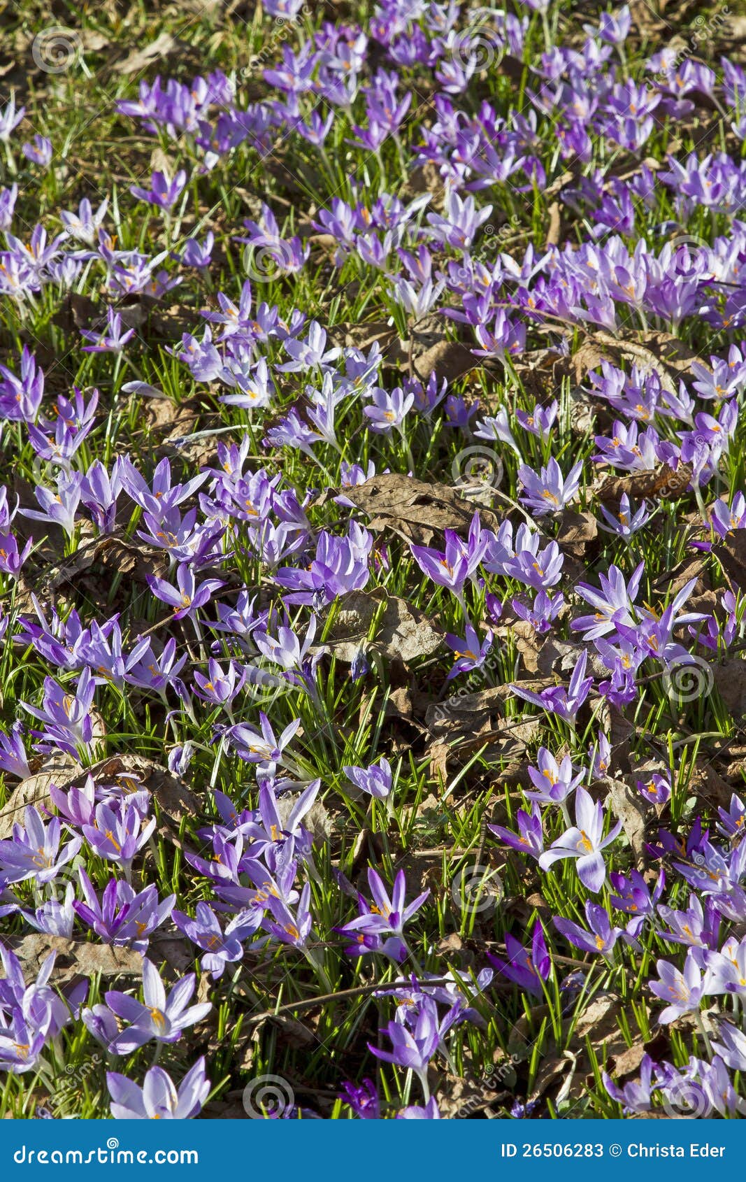 Crocus meadow stock image. Image of blue, winter, spring - 26506283