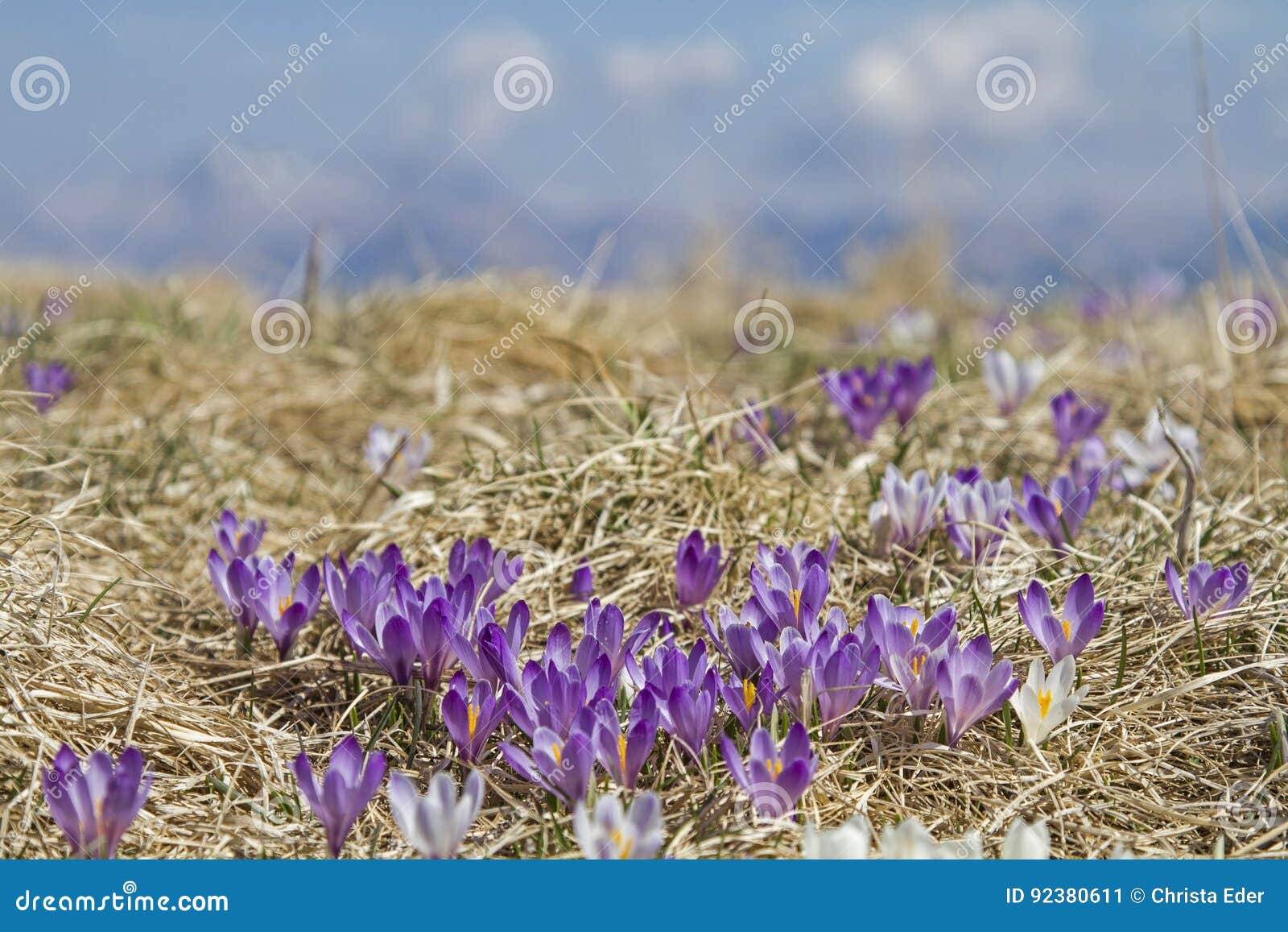 Crocus meadow in Friuli stock image. Image of spring - 92380611