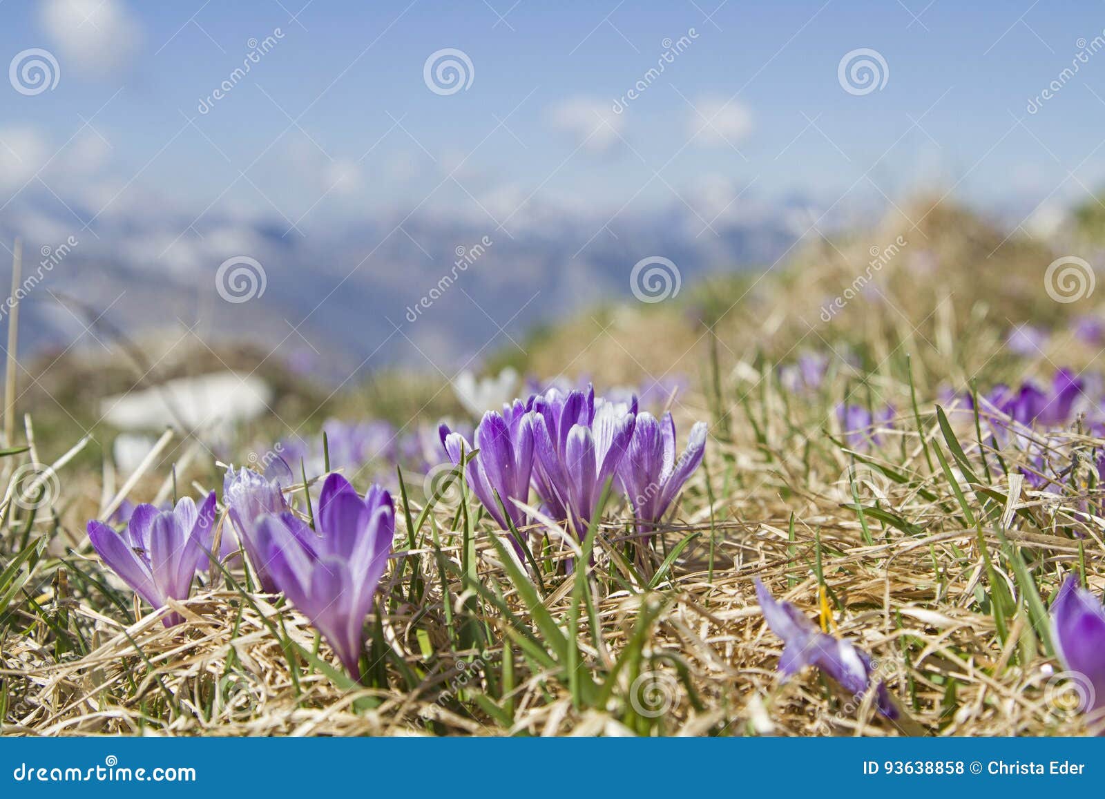 Crocus meadow in Friuli stock photo. Image of mountains - 93638858