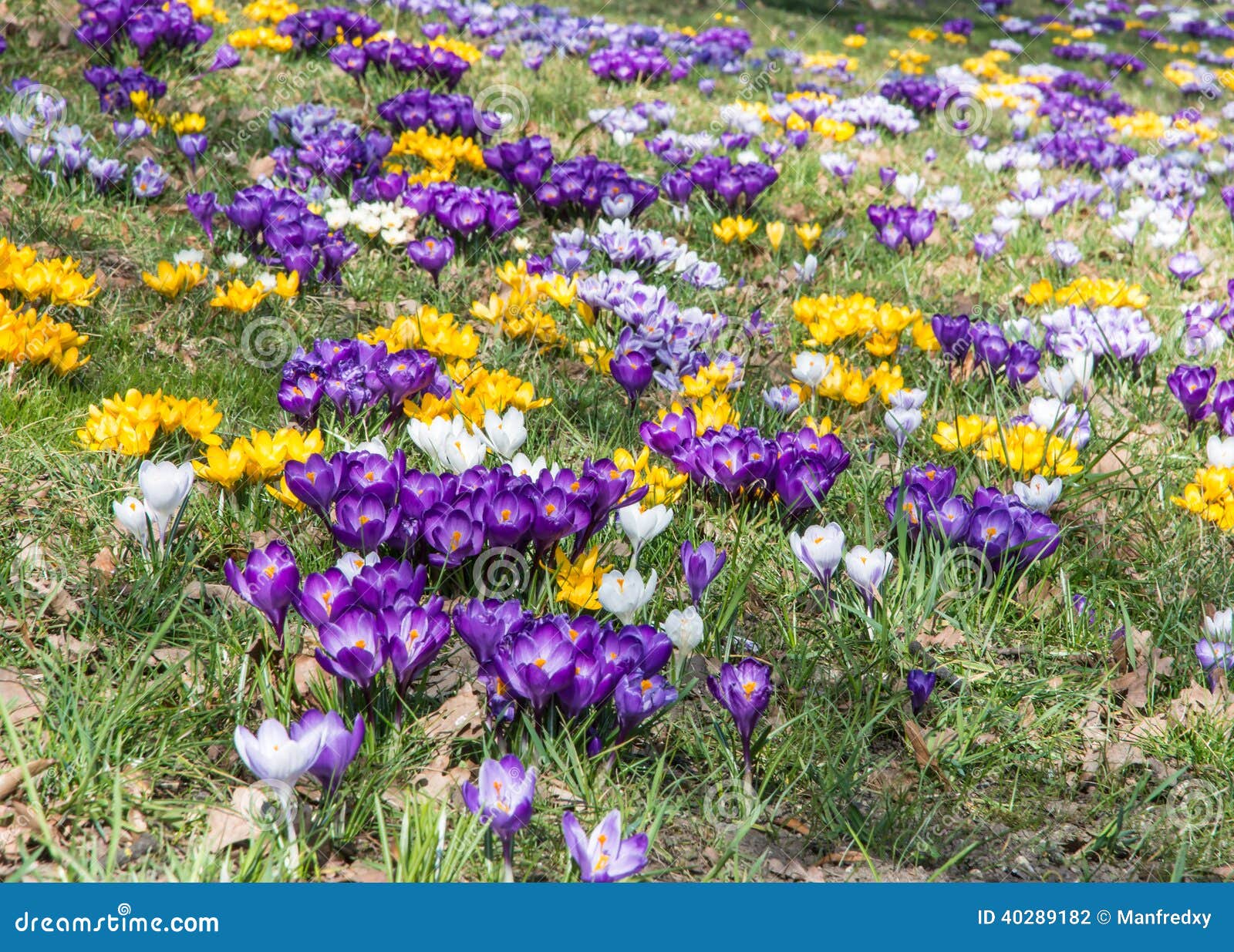 Crocus Meadow stock photo. Image of plants, grass, spring - 40289182