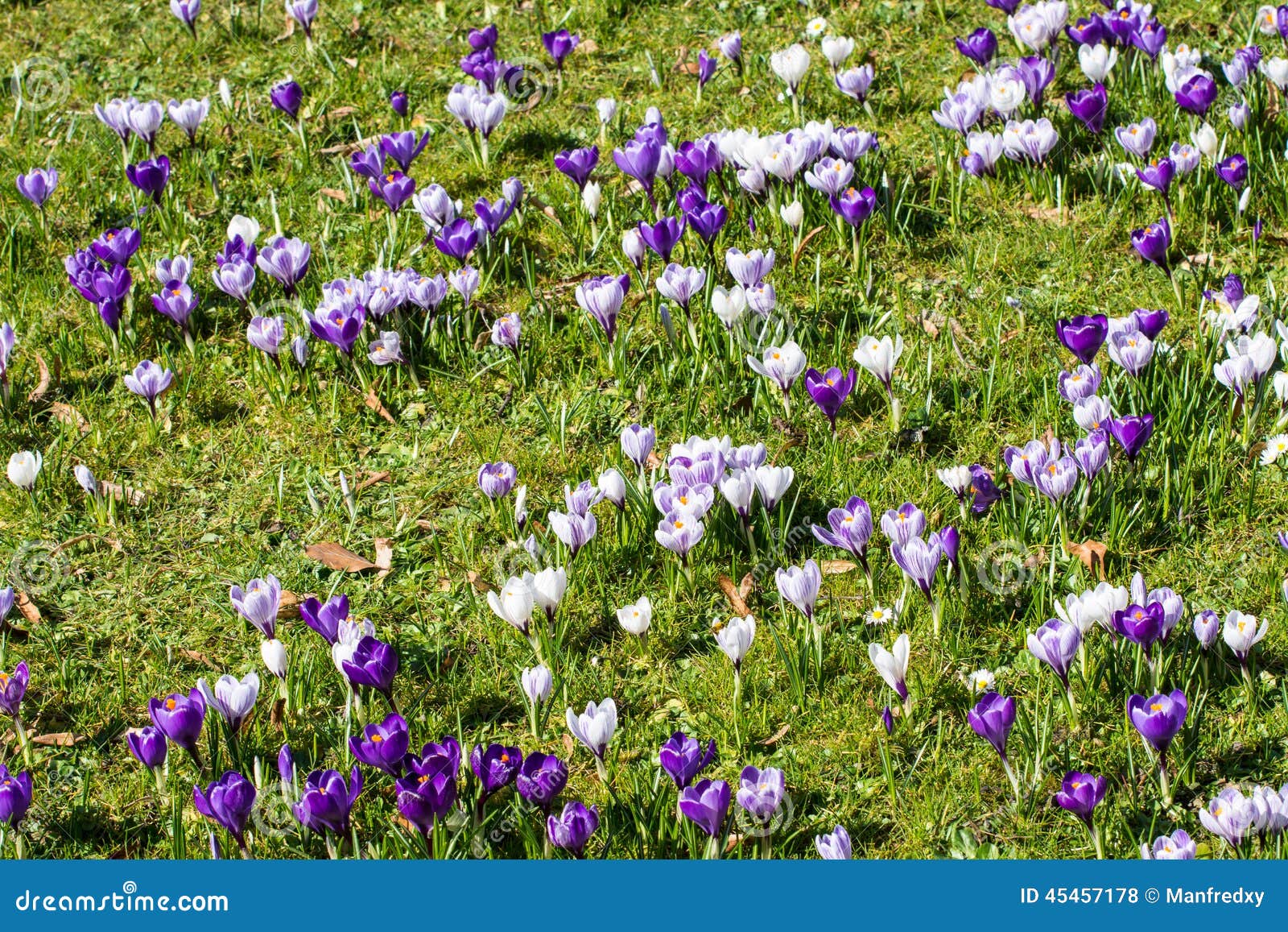 Crocus Meadow stock photo. Image of flowers, grass, nature - 45457178