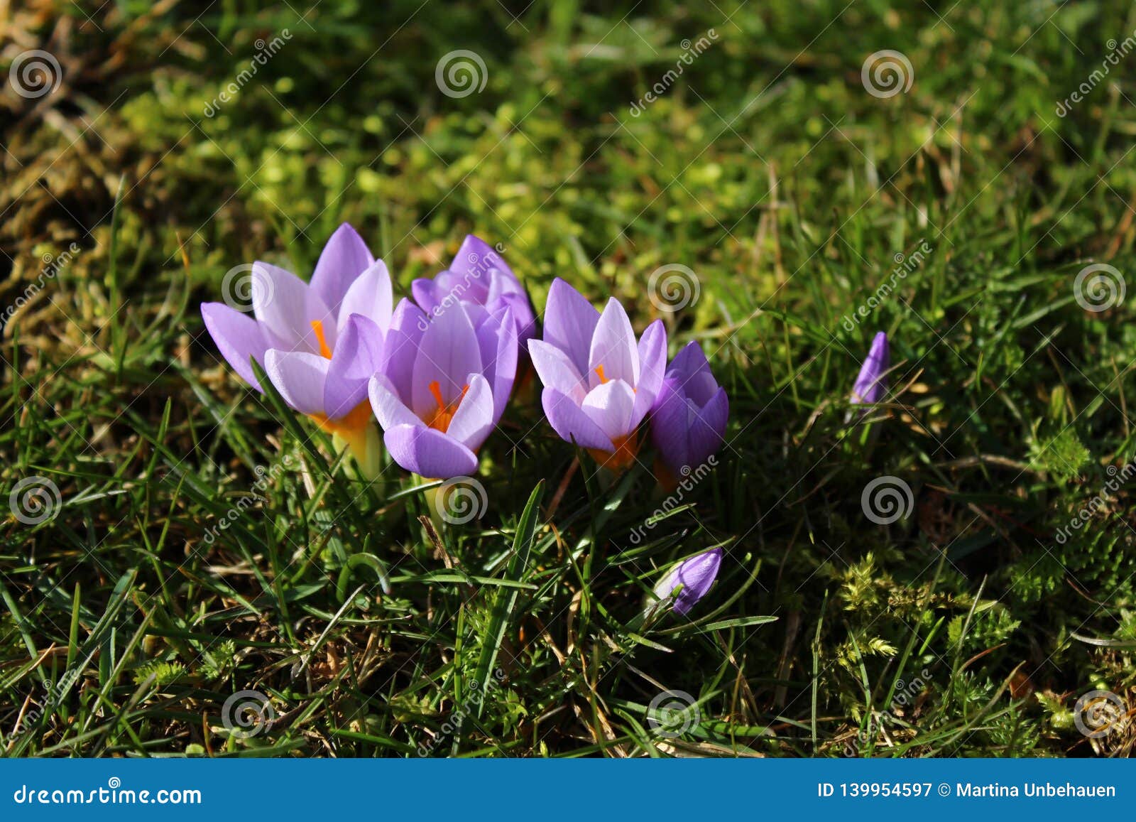 Crocus in the meadow stock image. Image of flowers, plant - 139954597