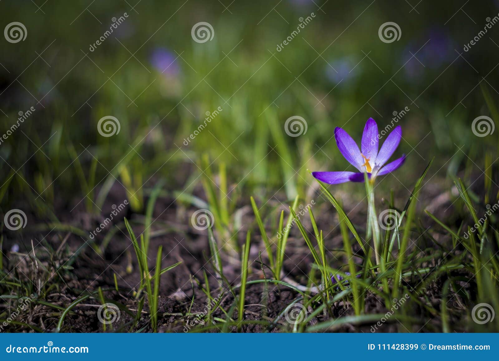 Crocus on meadow at spring stock image. Image of flora - 111428399