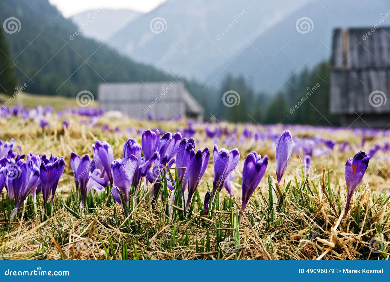 Crocus on a Meadow in Spring Stock Image - Image of saffron, plant ...