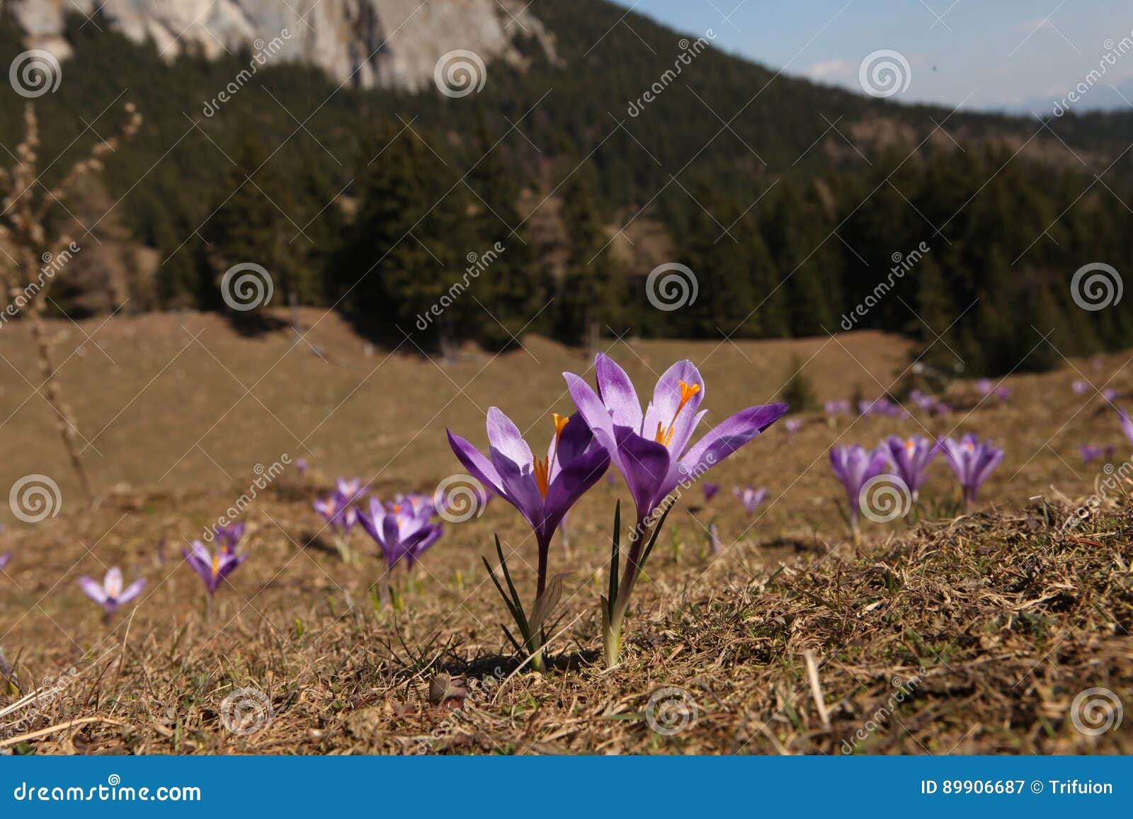 223 Branduse Stock Photos - Free & Royalty-Free Stock Photos from ...