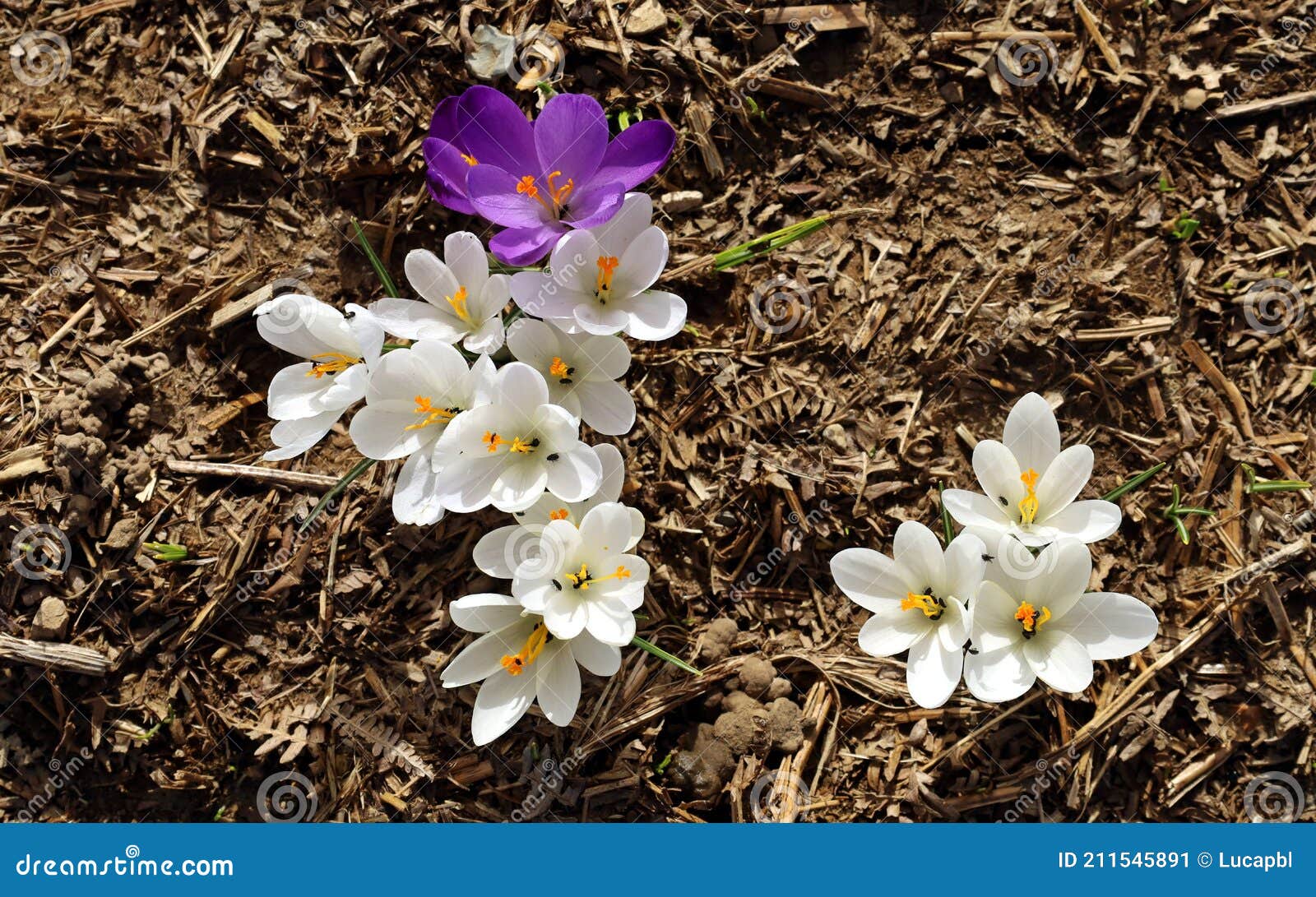 Crocus on Muddy Ground from Thaw in the End of Winter. Stock Image ...